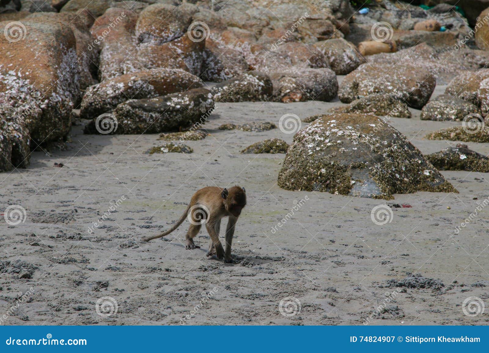 Small Monkey Swimming Seaside Stock Image - Image of cleaning ...