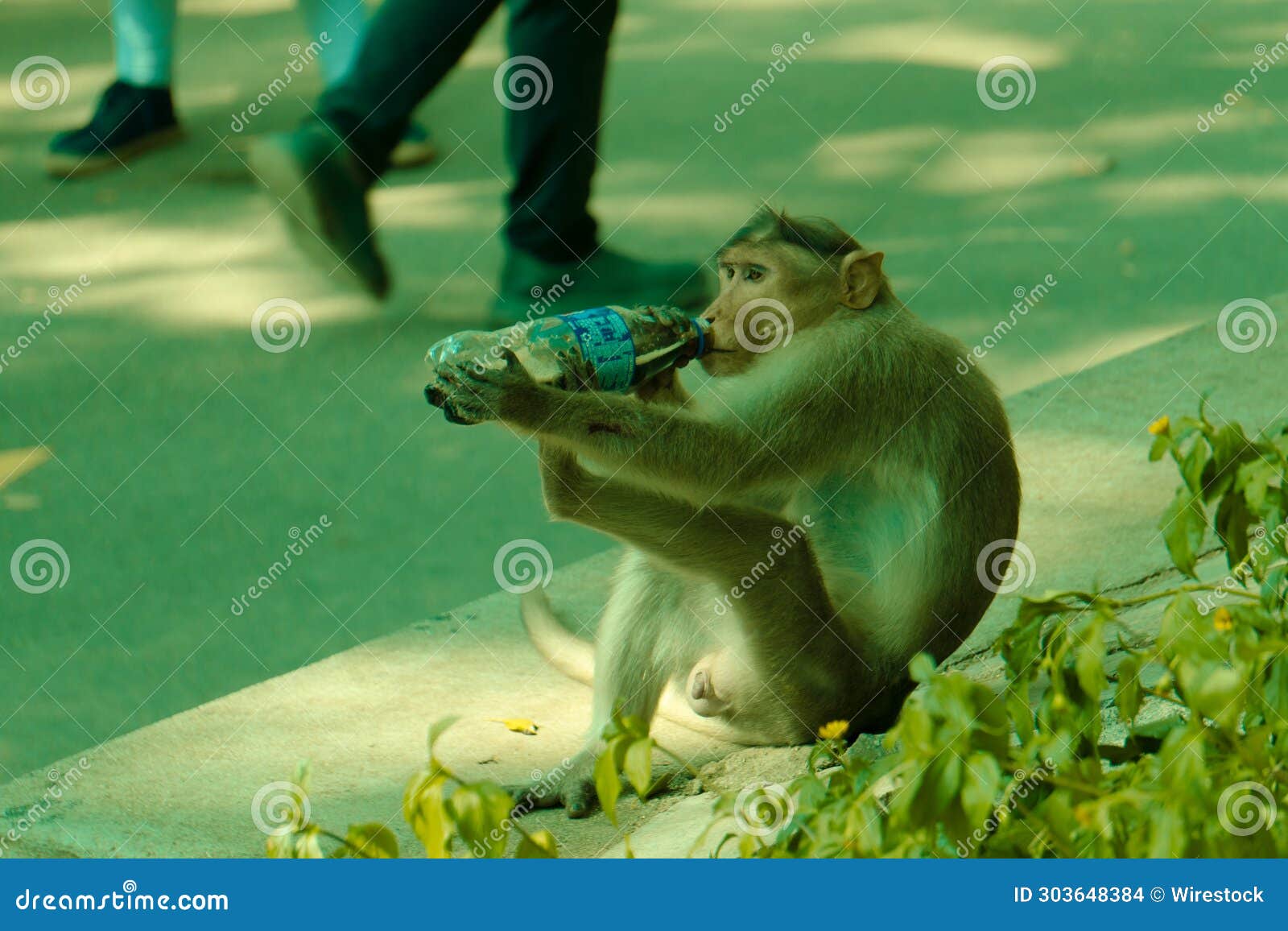 Small Monkey Tasting Coke and Enjoying Stock Photo - Image of cheerful ...