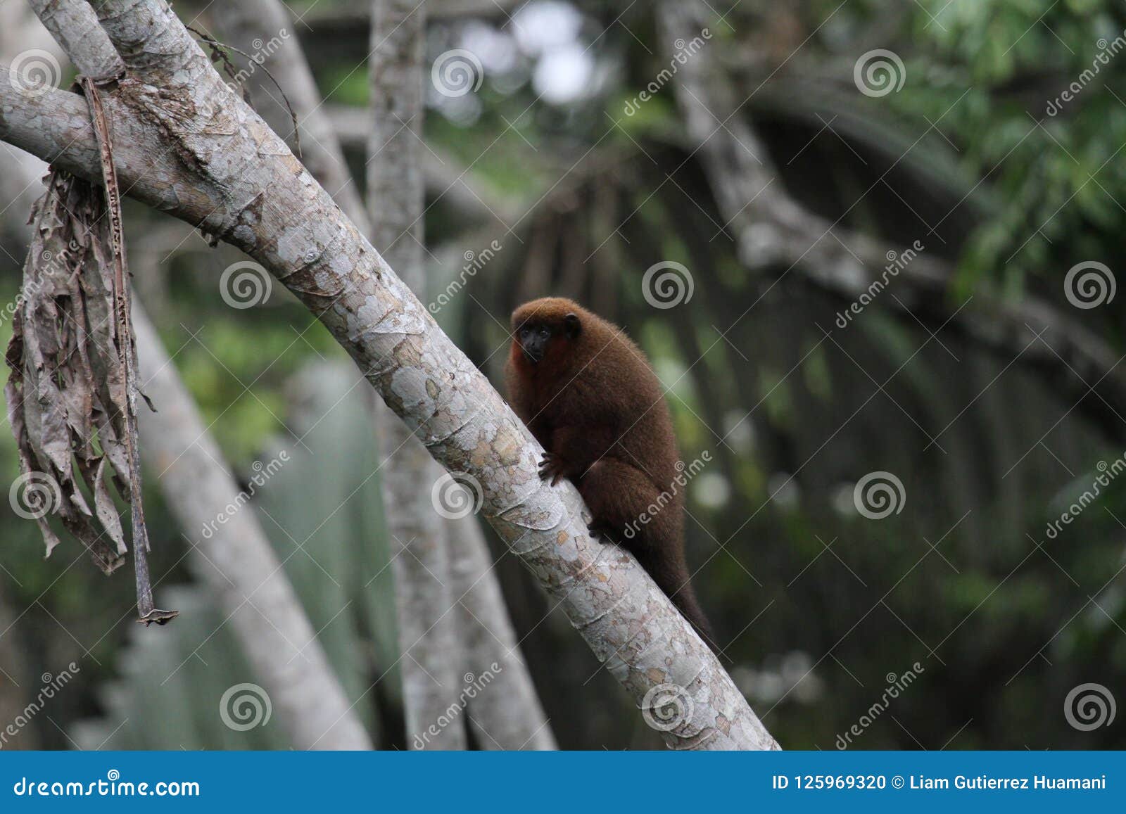 Small Monkey on Tree Branch Stock Photo - Image of monkey, rainforest ...