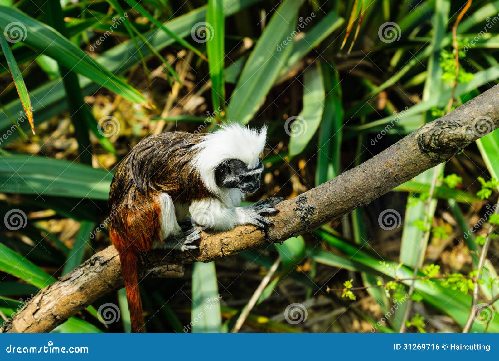 A small monkey stock photo. Image of small, london, fast - 31269716