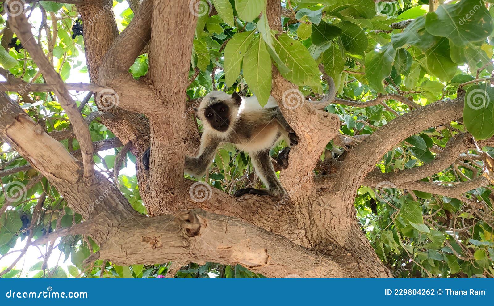 Monkey on the Tree Branches Stock Photo - Image of animals, cute: 229804262