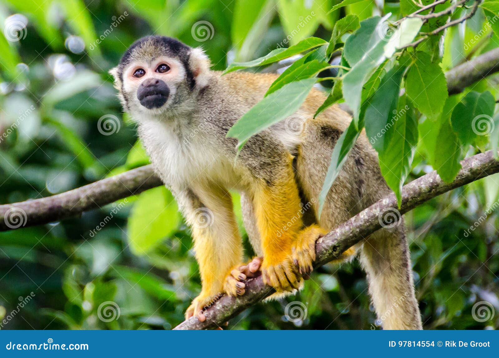 Small Monkey between the Trees Looking Ahead. Stock Photo - Image of ...