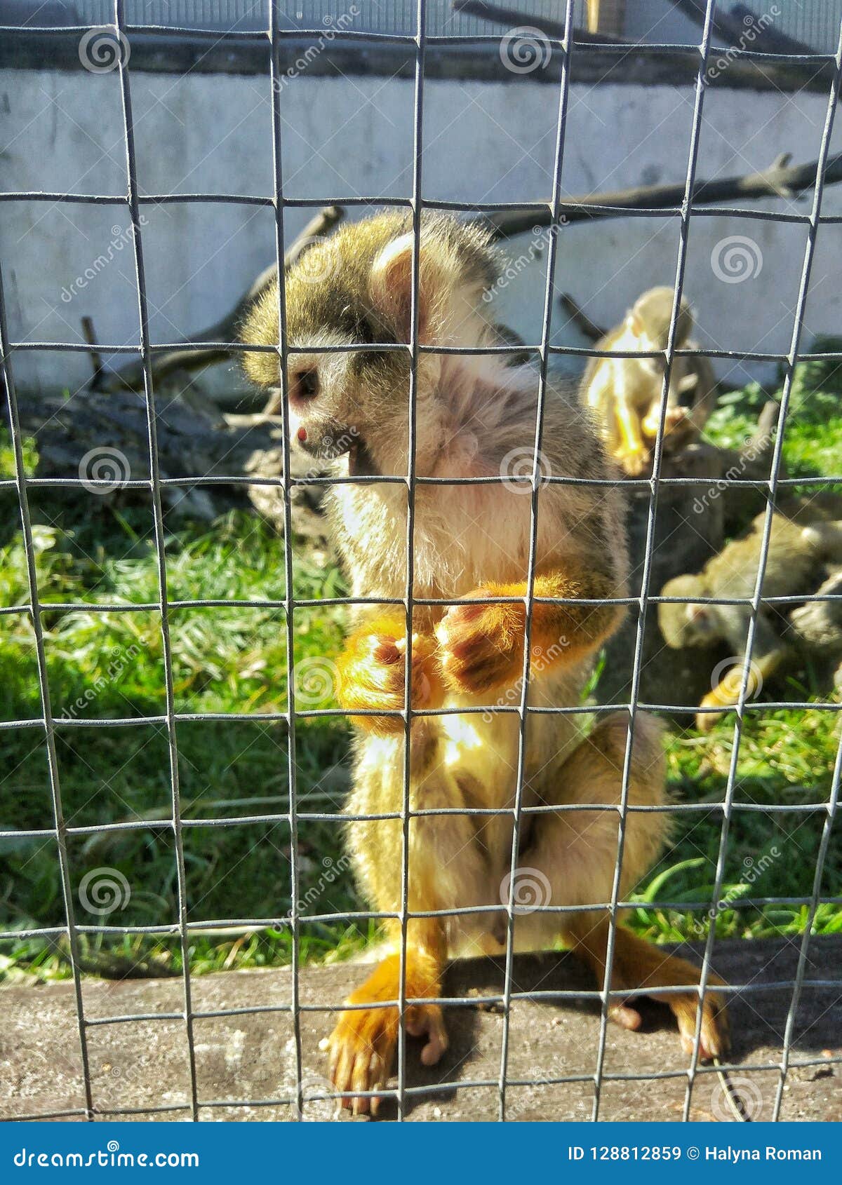 Small Monkey In The Zoo Cage Royalty-Free Stock Photography ...