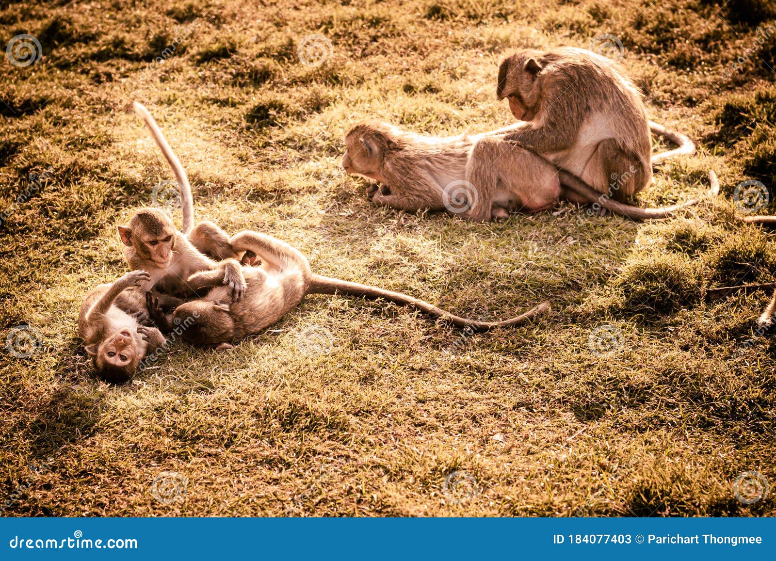 Small Monkeys Adorable Cute Animals Playing on the Grass Together Stock ...