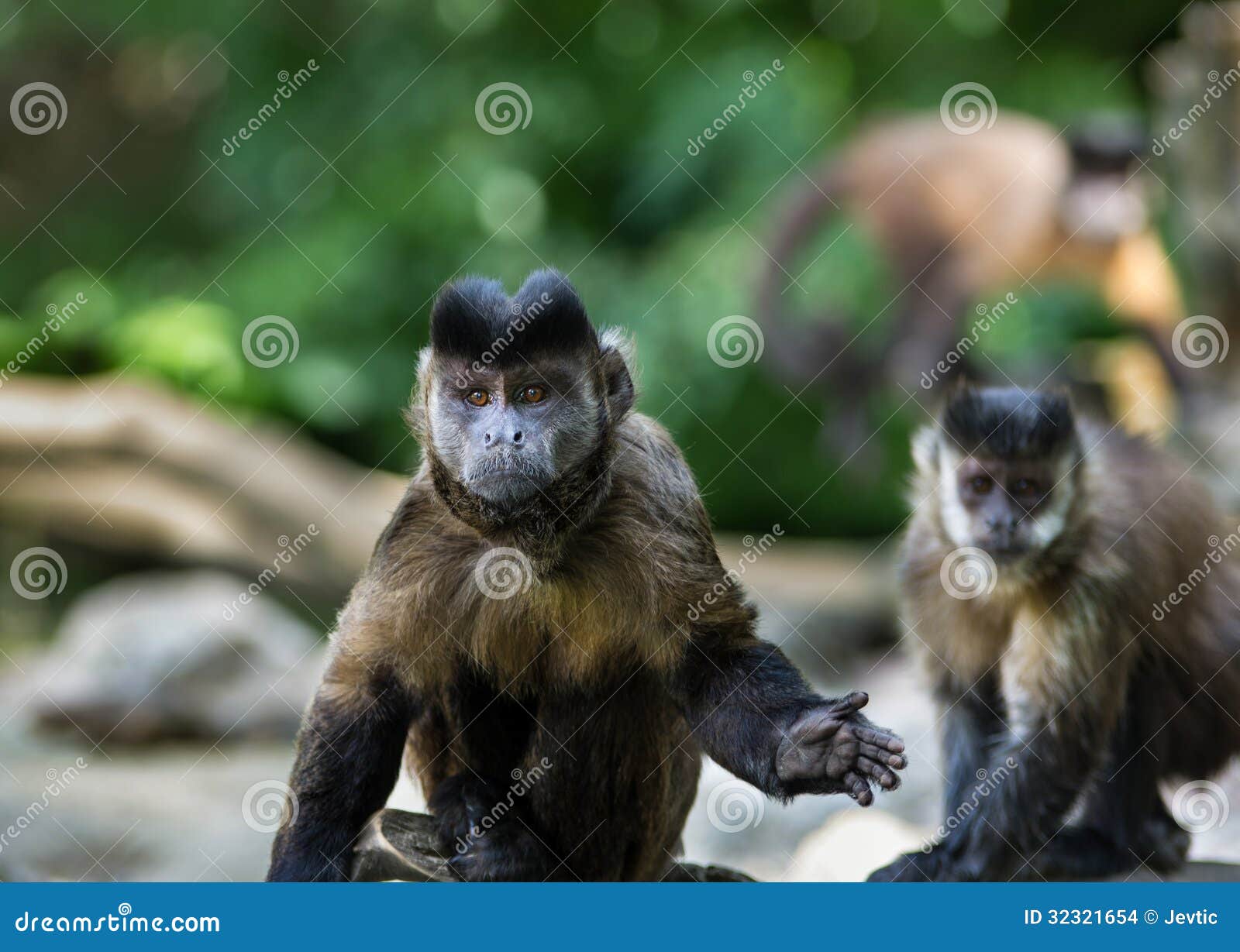Small monkeys capuchin stock photo. Image of creature - 32321654