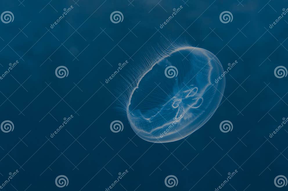 Small Moon Jellyfish in Open Water Stock Image - Image of jellyfish ...