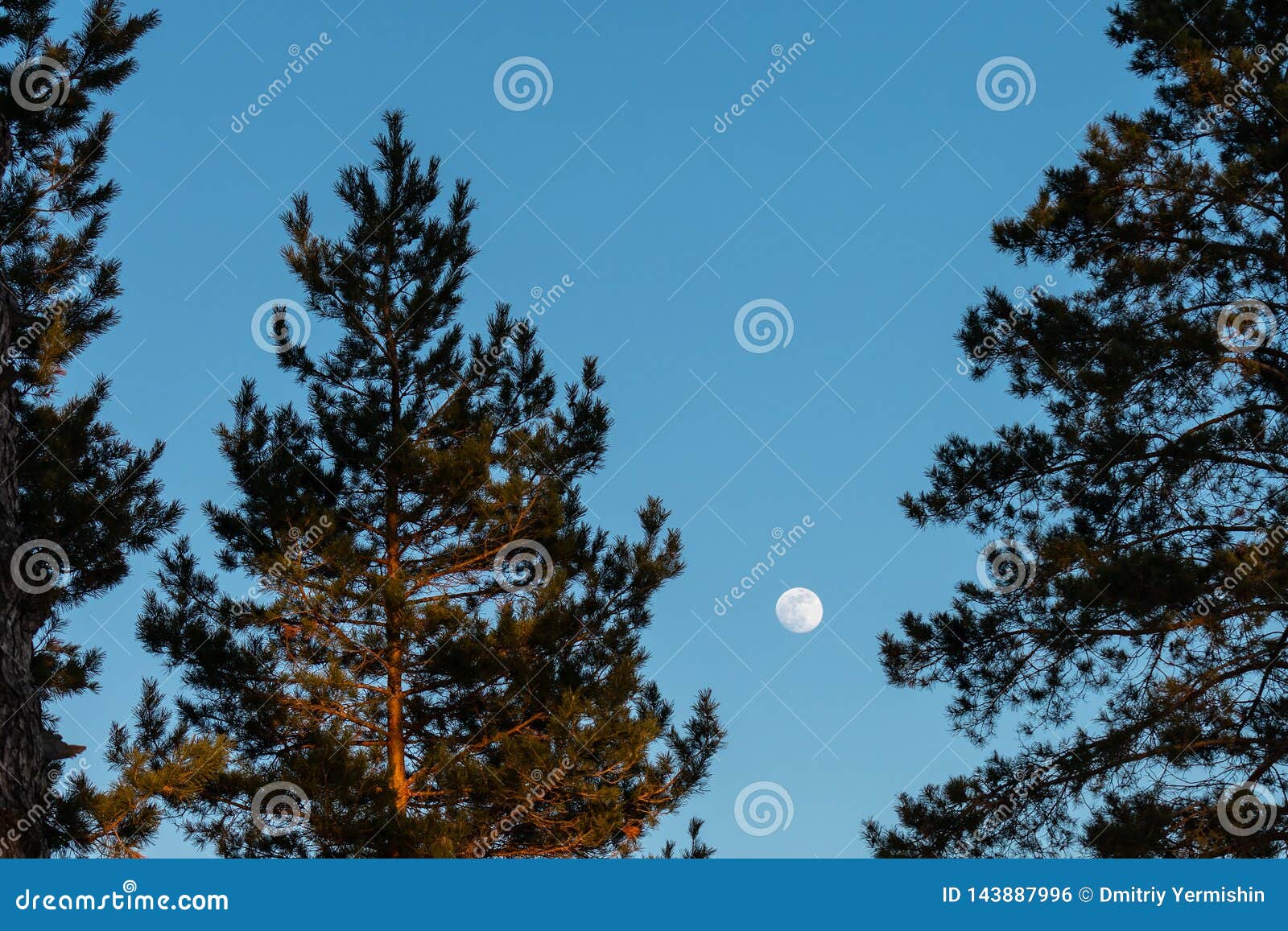 Small Moon between Pine Trees at Sunset Stock Photo - Image of beauty ...