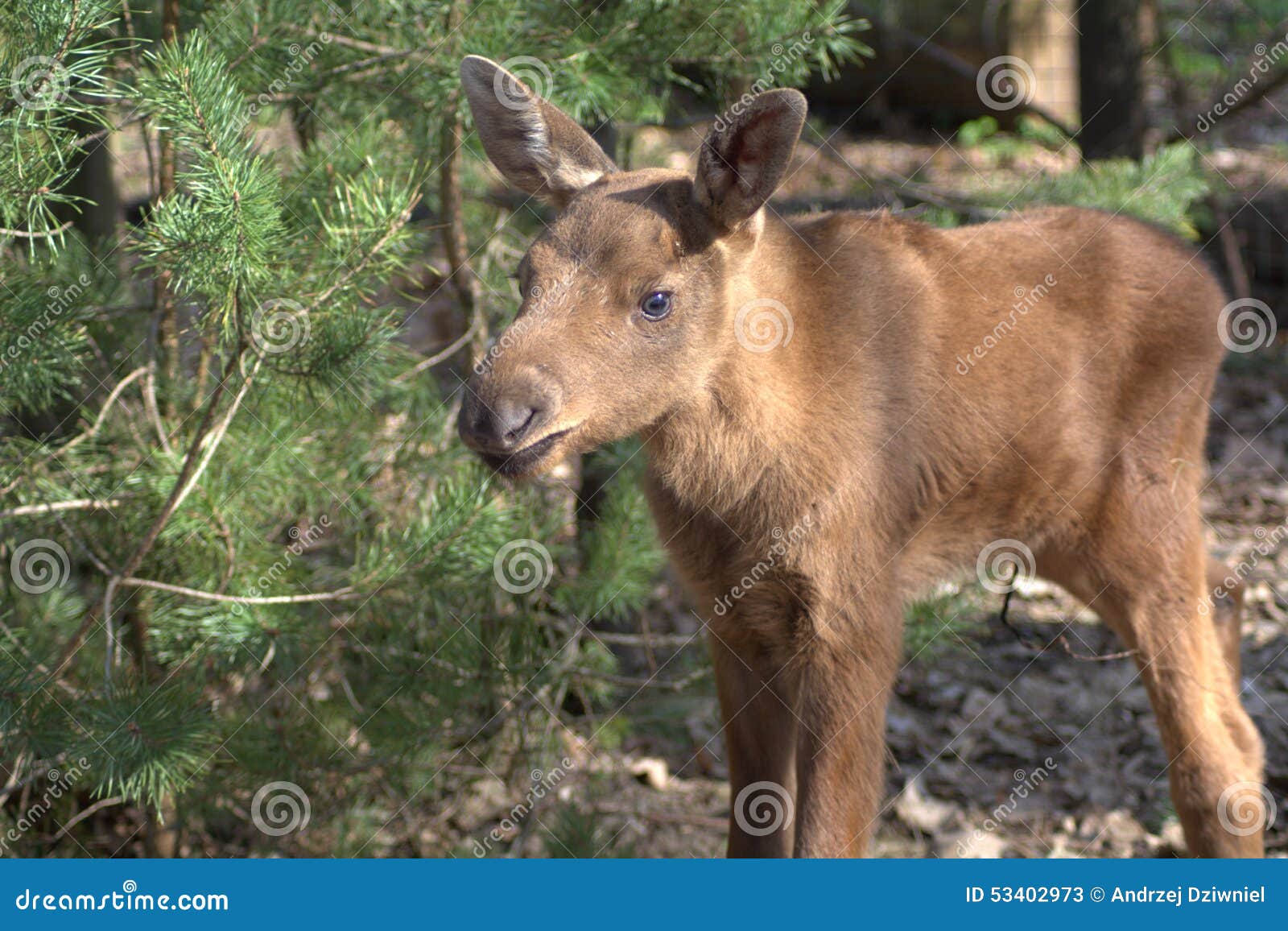 Small moose stock image. Image of tree, moose, pine, next - 53402973
