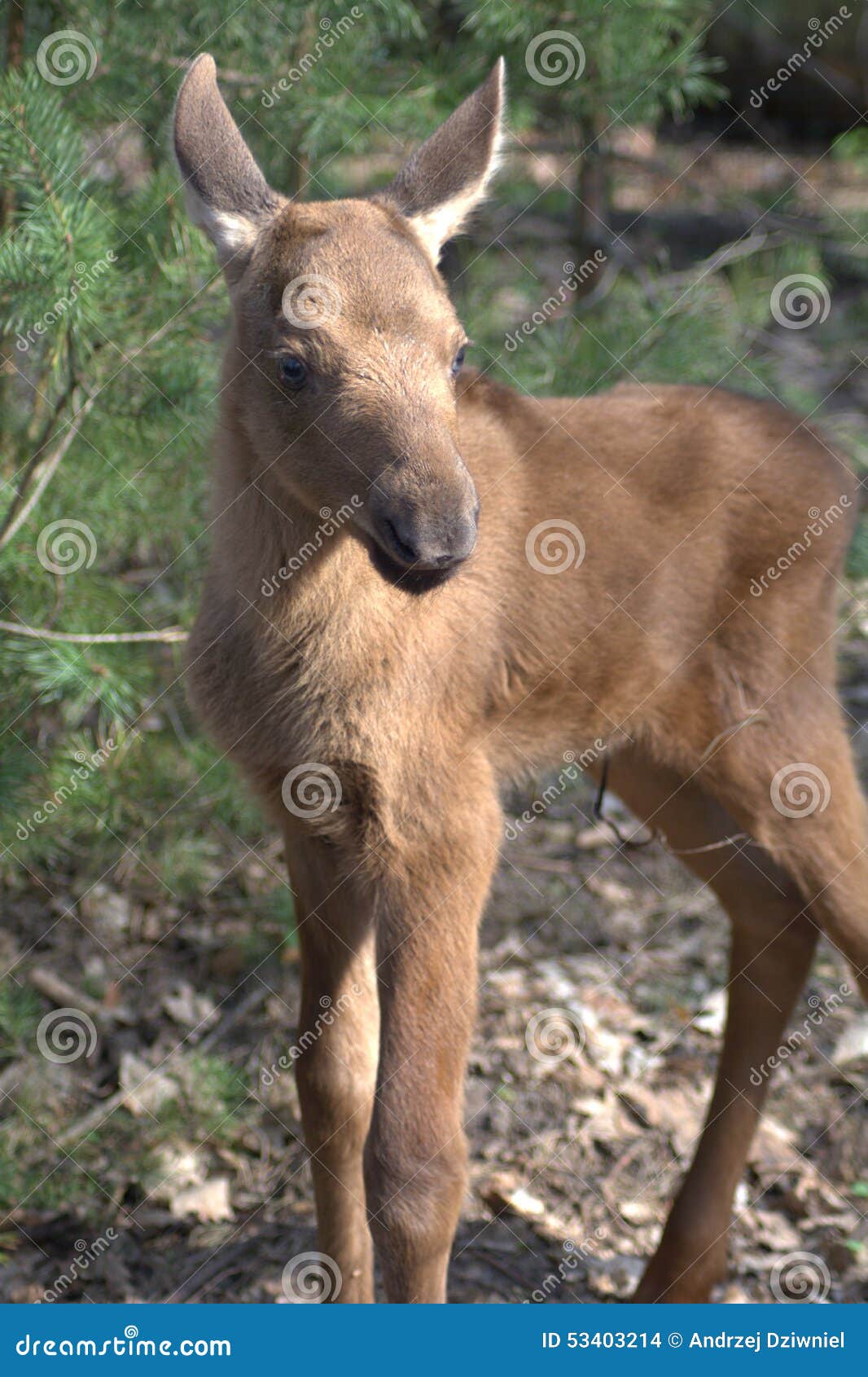 Small moose stock photo. Image of woods, moose, days - 53403214