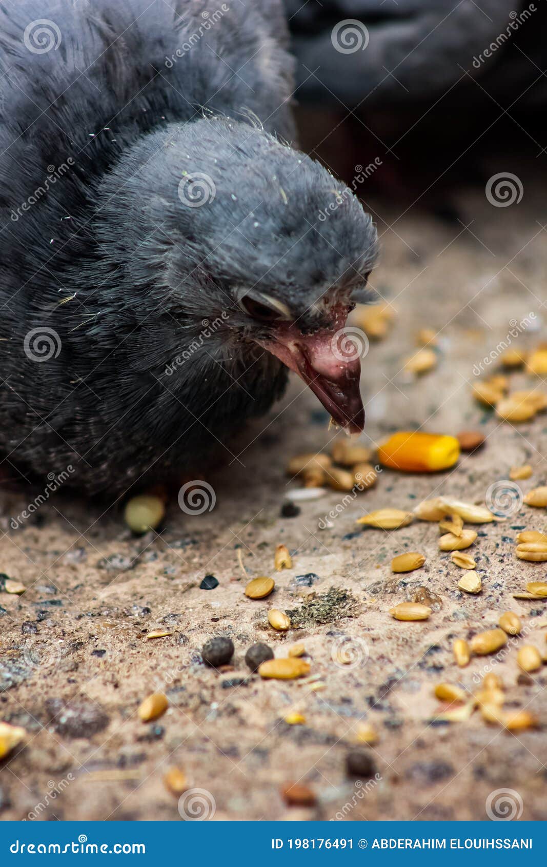 Small Moroccan pigeons stock image. Image of moroccan - 198176491