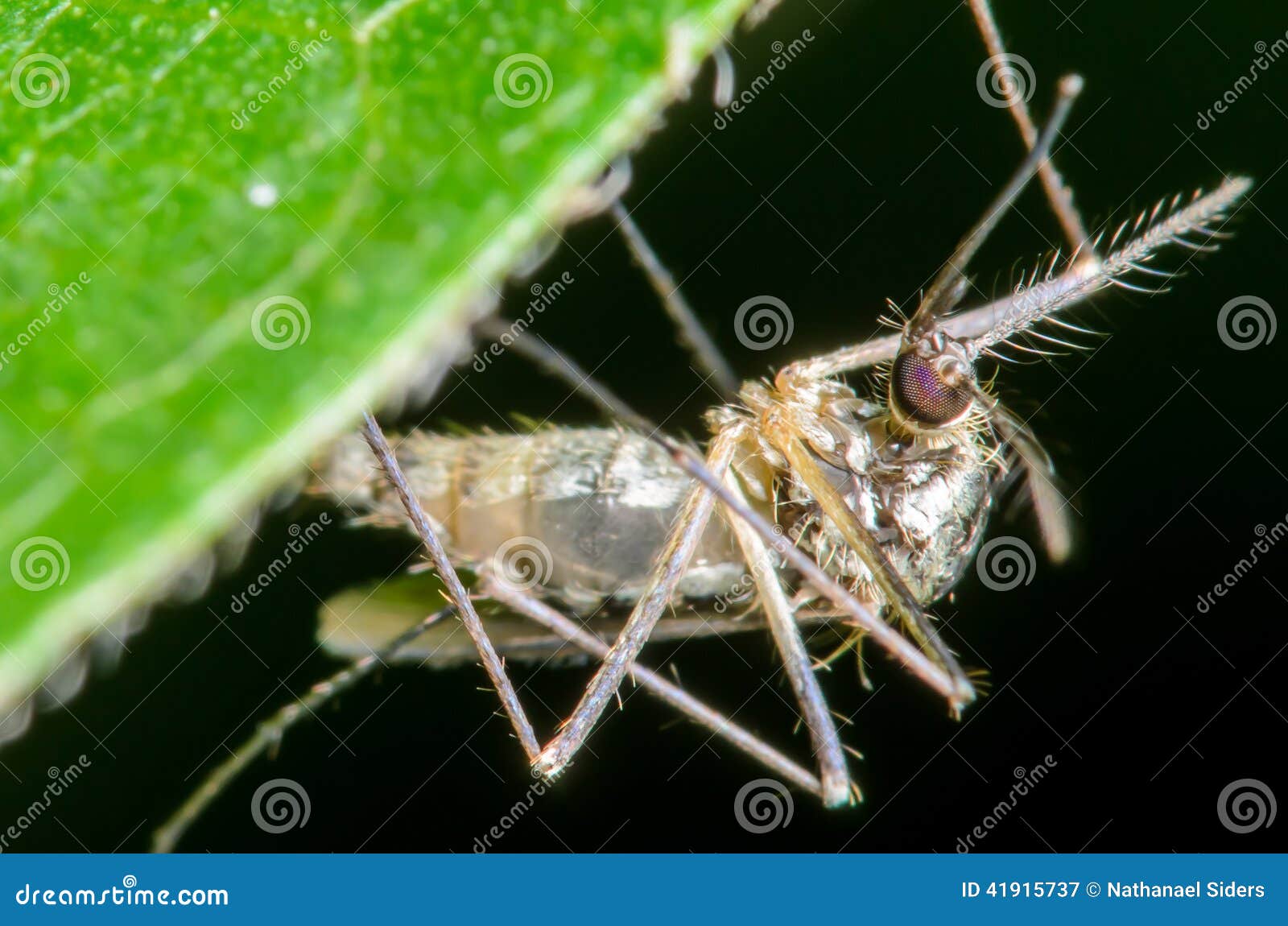 Small Mosquito stock image. Image of mosquito, biting - 41915737