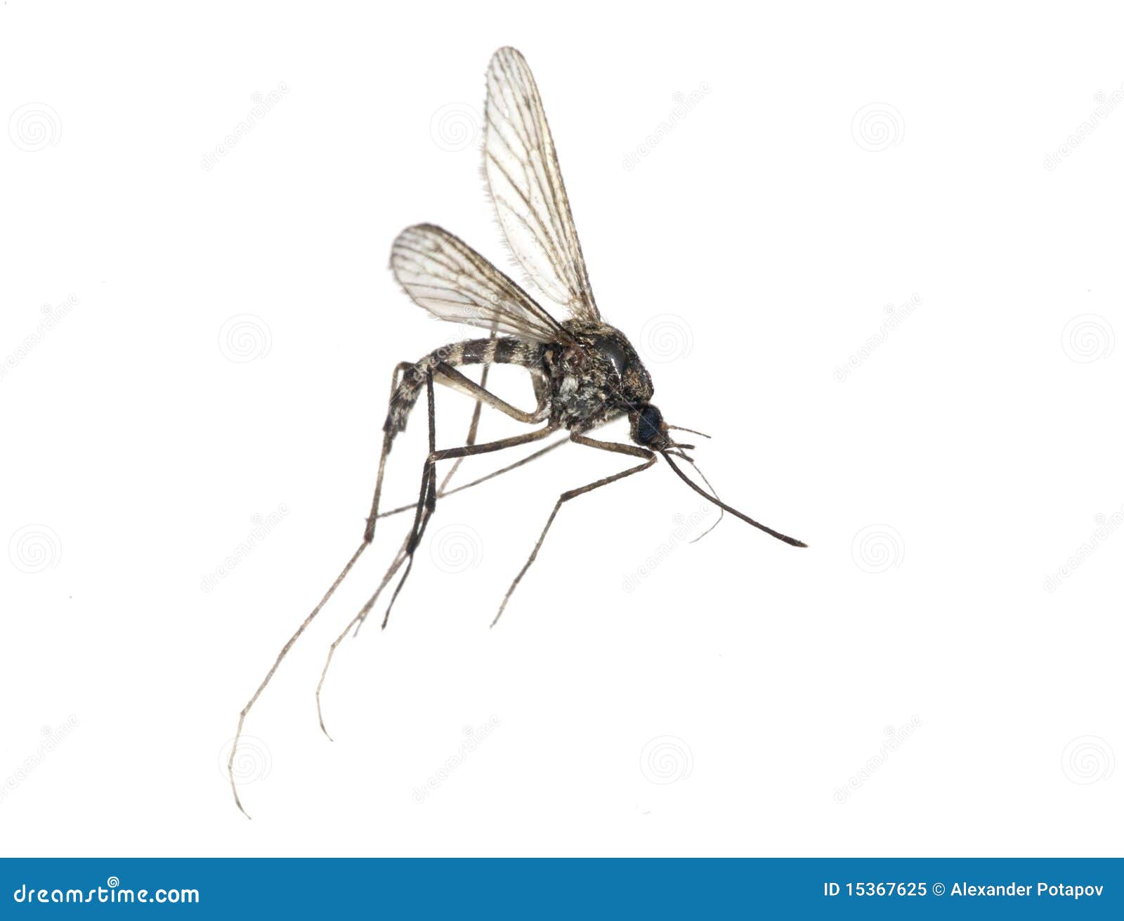 4,001 Small Mosquito Stock Photos - Free & Royalty-Free Stock Photos ...