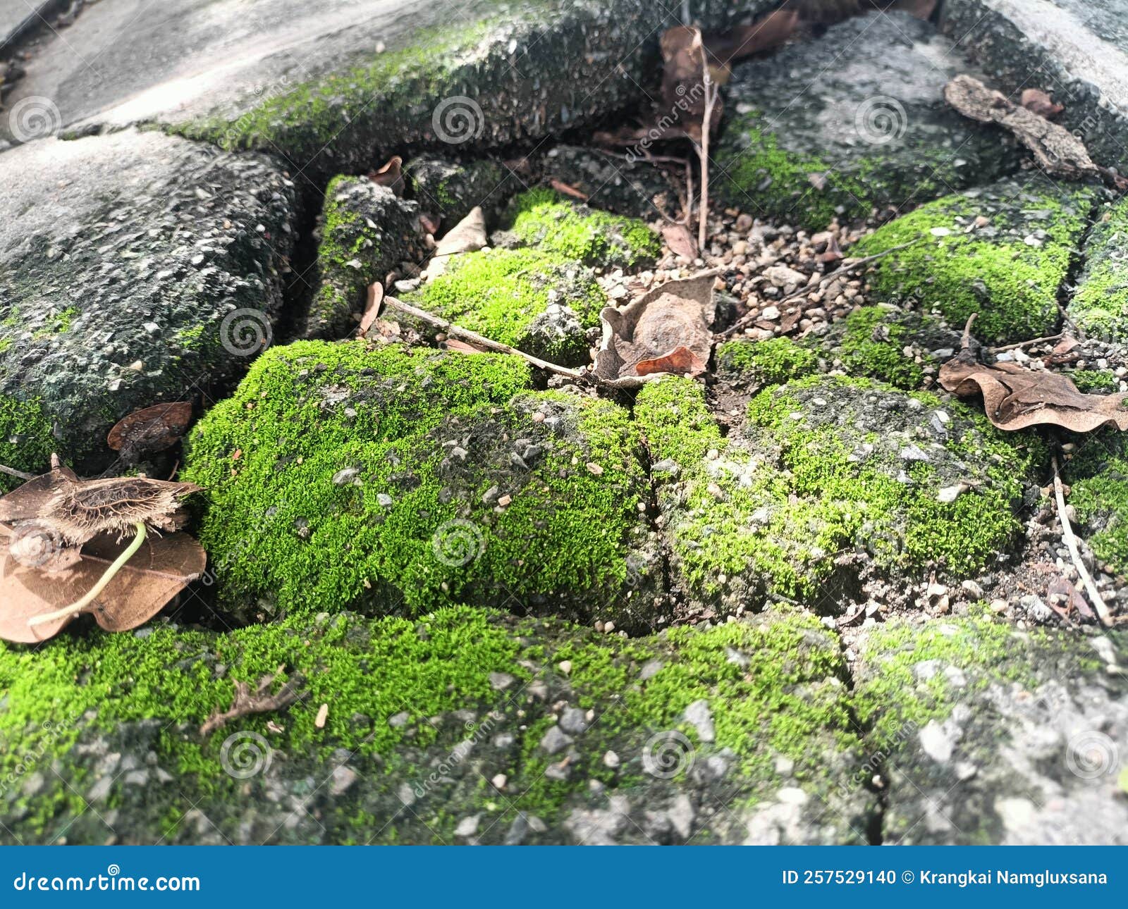 Small Moss on Bricks after Rainy Day Stock Photo - Image of thailand ...
