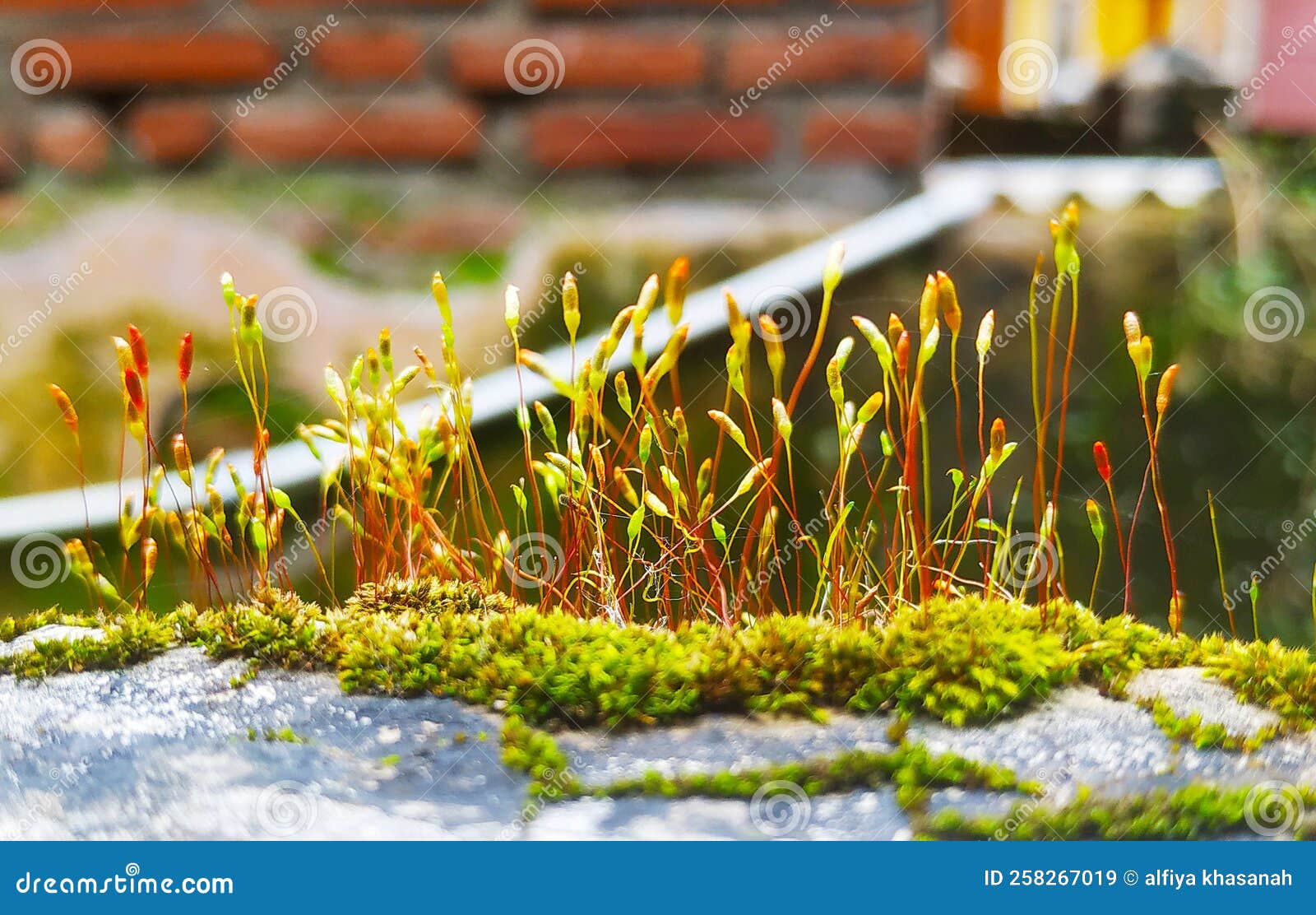Small Moss Flowers in the Morning are Very Beautiful Stock Image ...