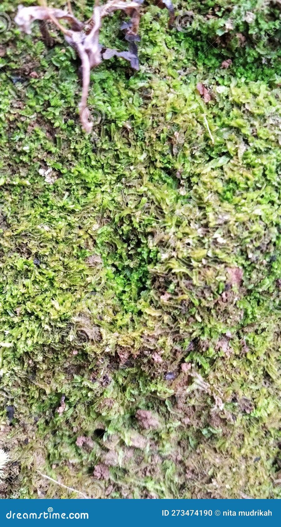 A Small Moss Growing on a Cliff Stock Photo - Image of vegetable ...