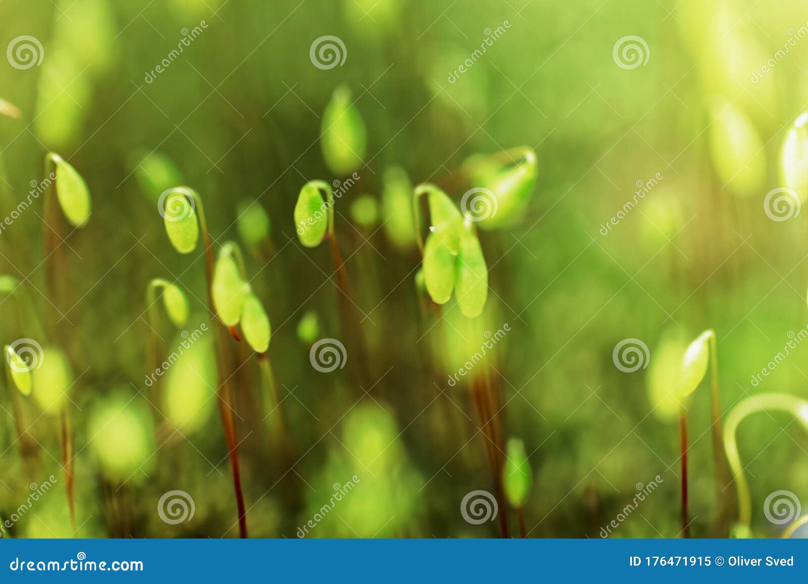 Small Moss Plant on the Ground with Selective Focus Stock Image - Image ...