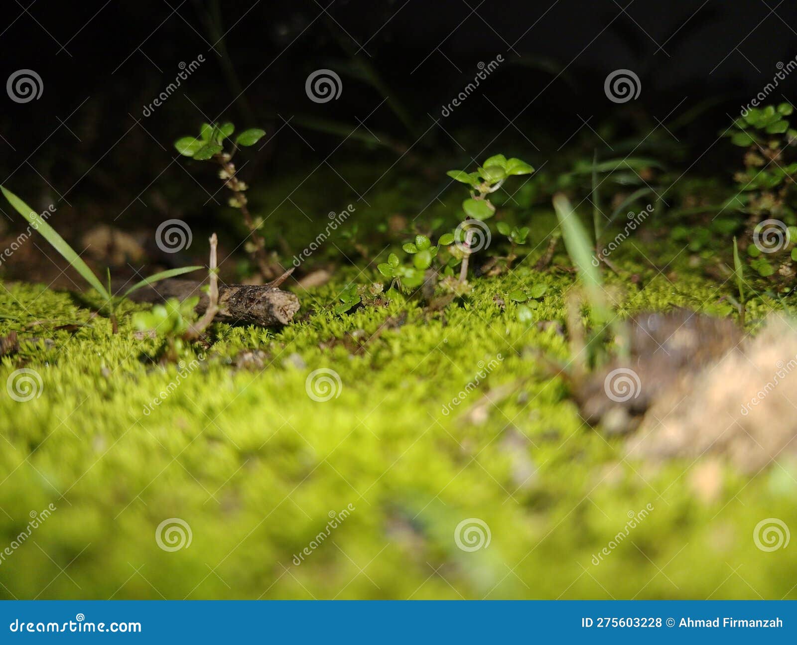 Small Moss Plants on the Ground Stock Photo - Image of ground, plant ...