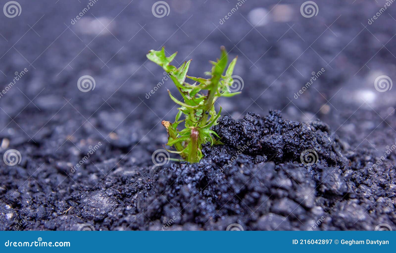 Moss on the Rock, Green Moss on the Rocks Stock Image - Image of ...