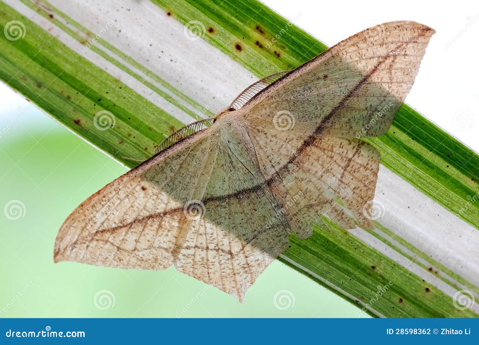 A small moth stock photo. Image of animals, small, open - 28598362