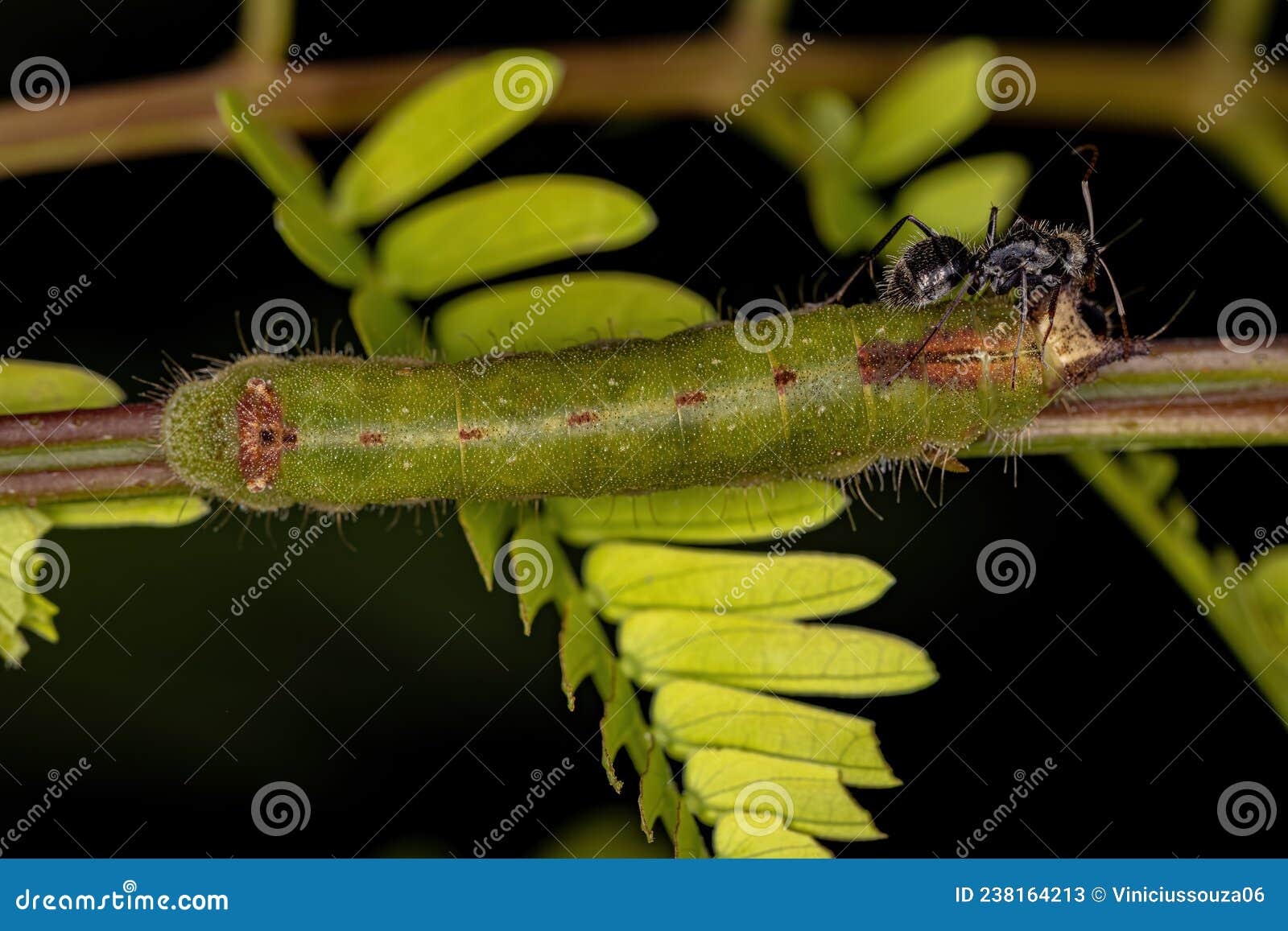 Small moth caterpillar stock image. Image of moths, larvae - 238164213