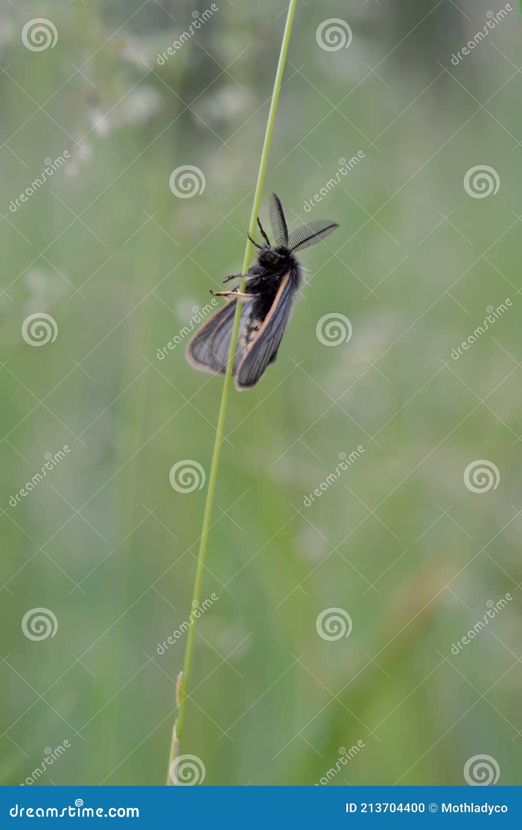 Small Moth Insect in the Grass Stock Photo - Image of fresh, biology ...