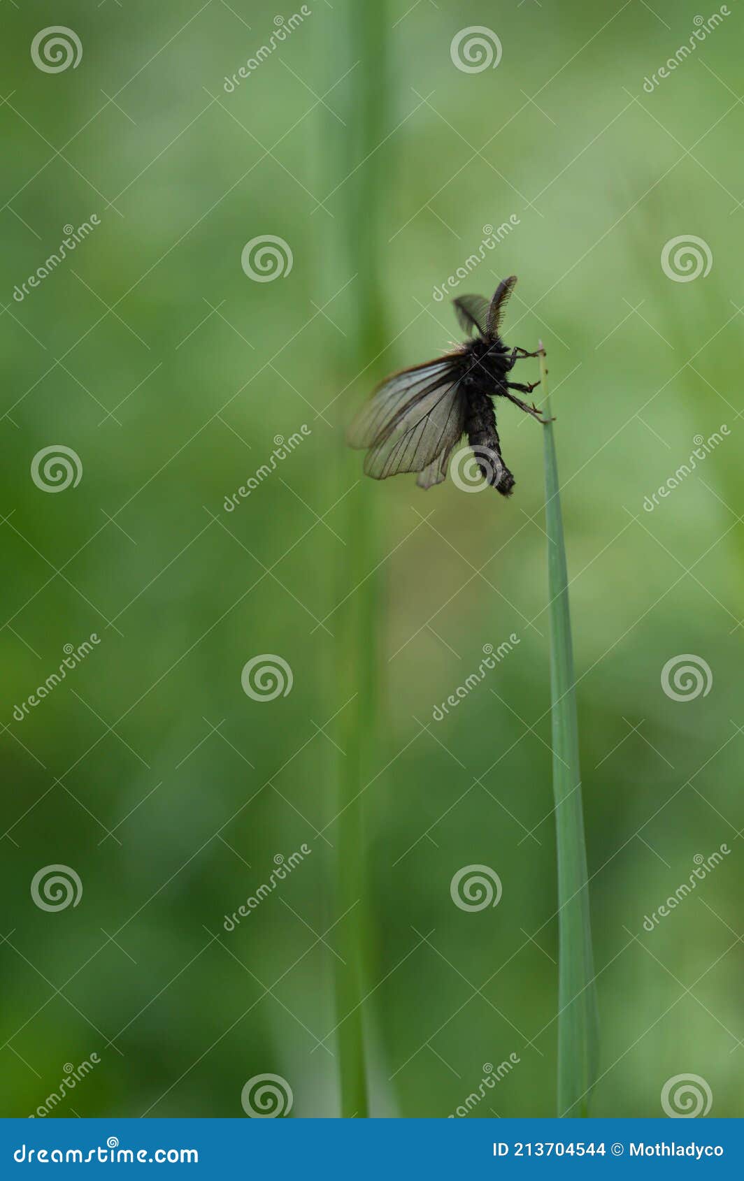 Small Moth Insect in the Grass Stock Photo - Image of background, grass ...
