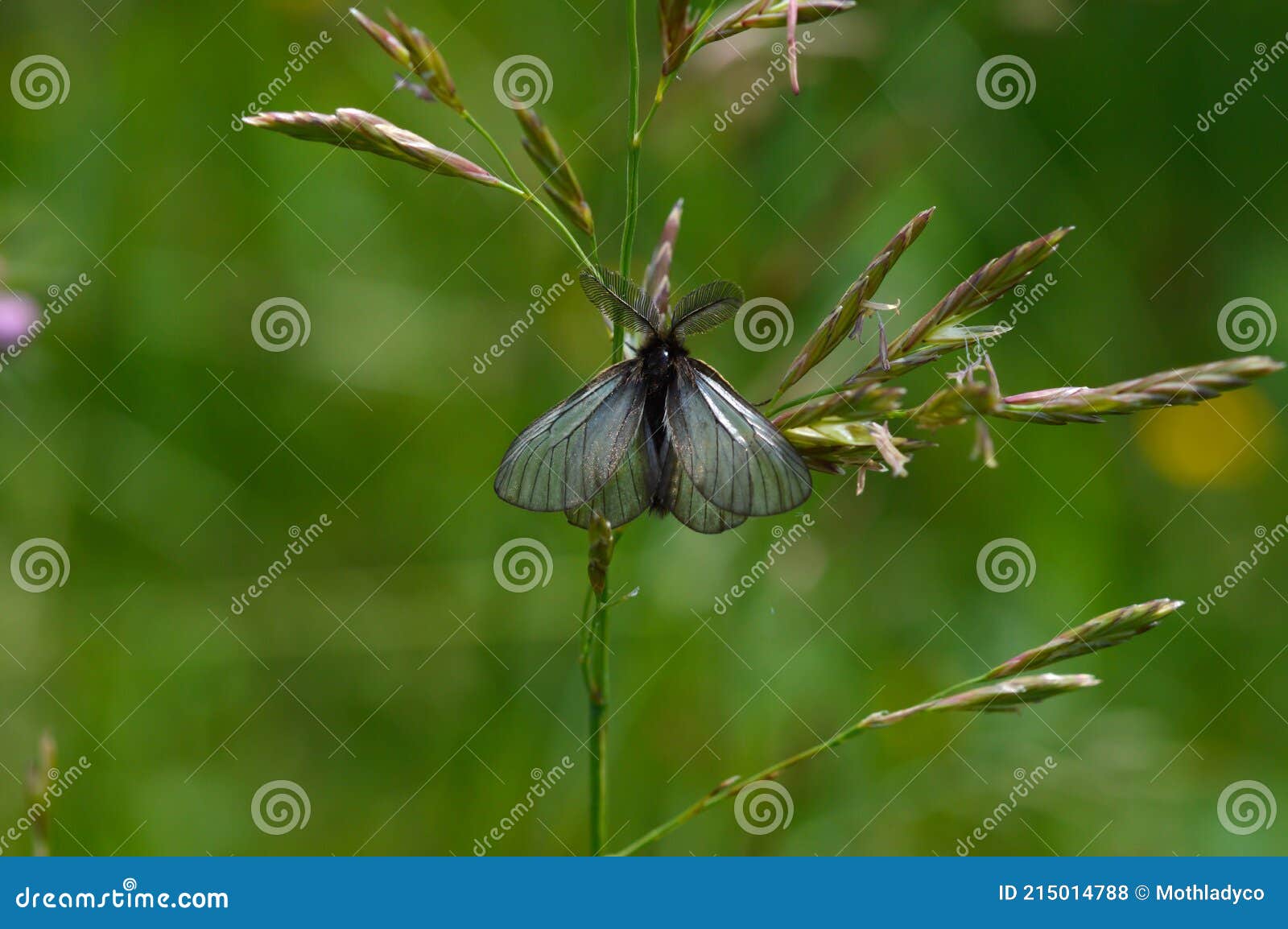 Small Moth Insect in the Grass Stock Photo - Image of eings, moth ...
