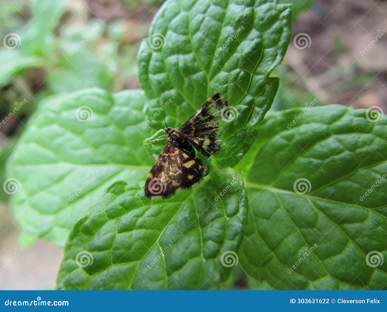A Small Moth with Its Broken Wing Resting Stock Photo - Image of ...