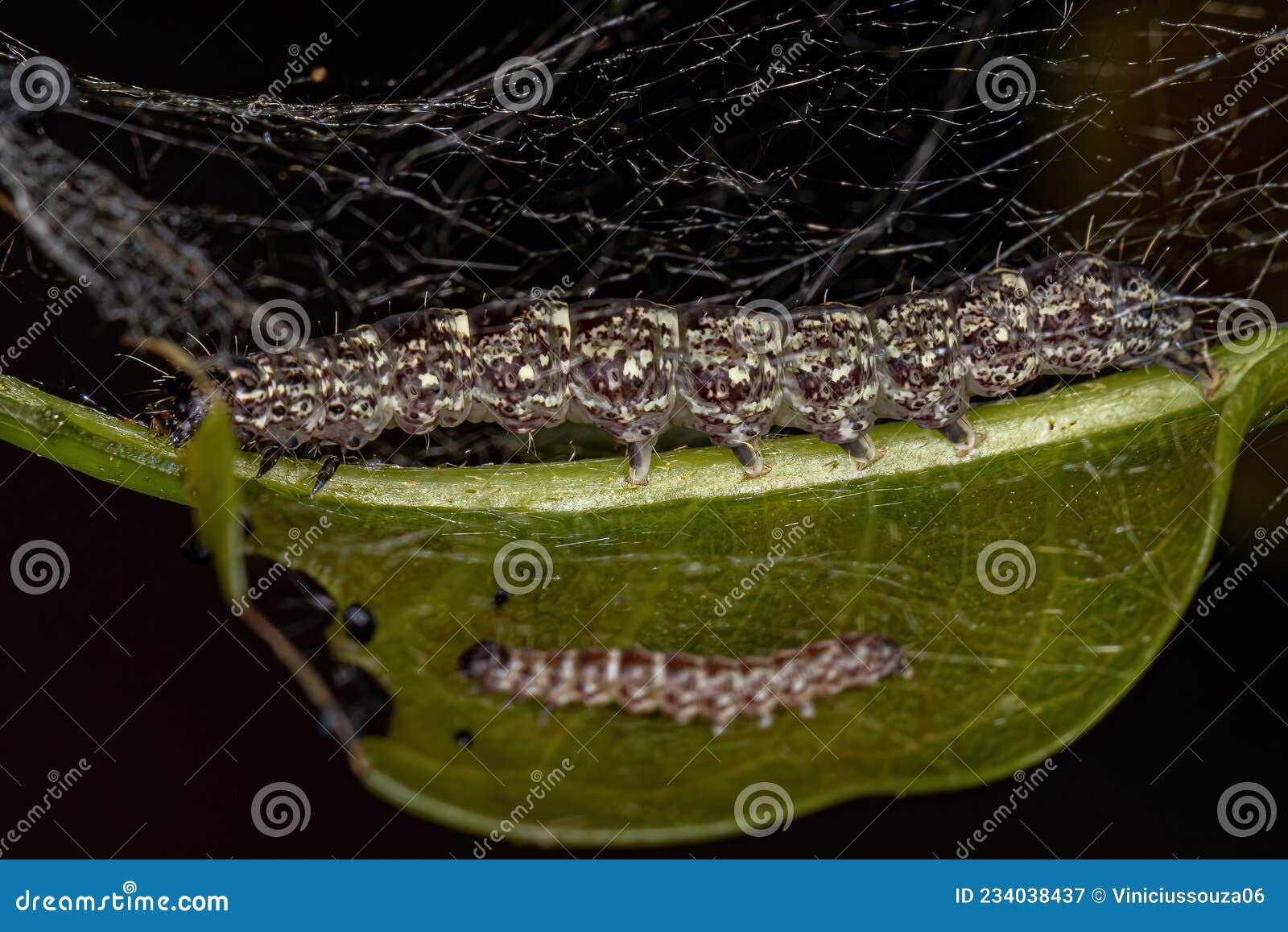 Small moth larva stock image. Image of macro, lepidoptera - 234038437