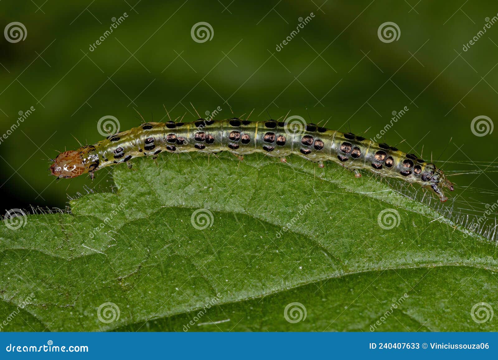 Small moth larva stock image. Image of animal, larva - 240407633