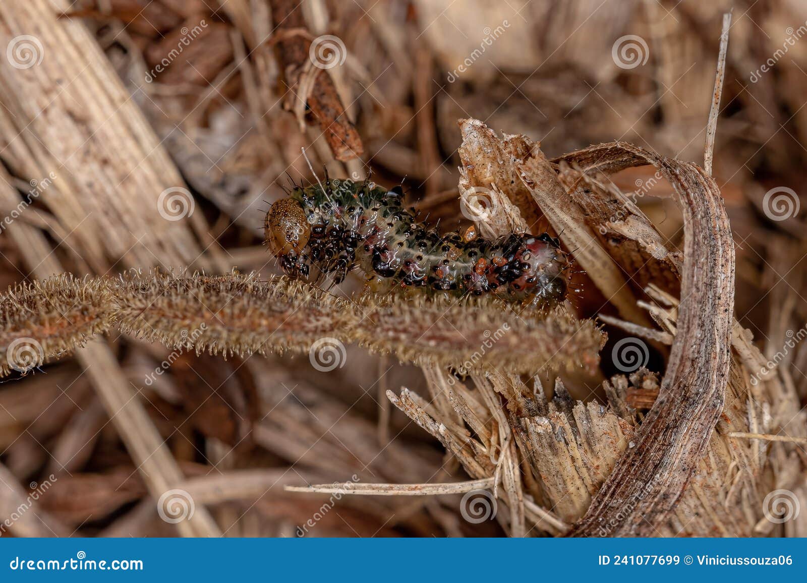 Small moth larva stock image. Image of invertebrate - 241077699