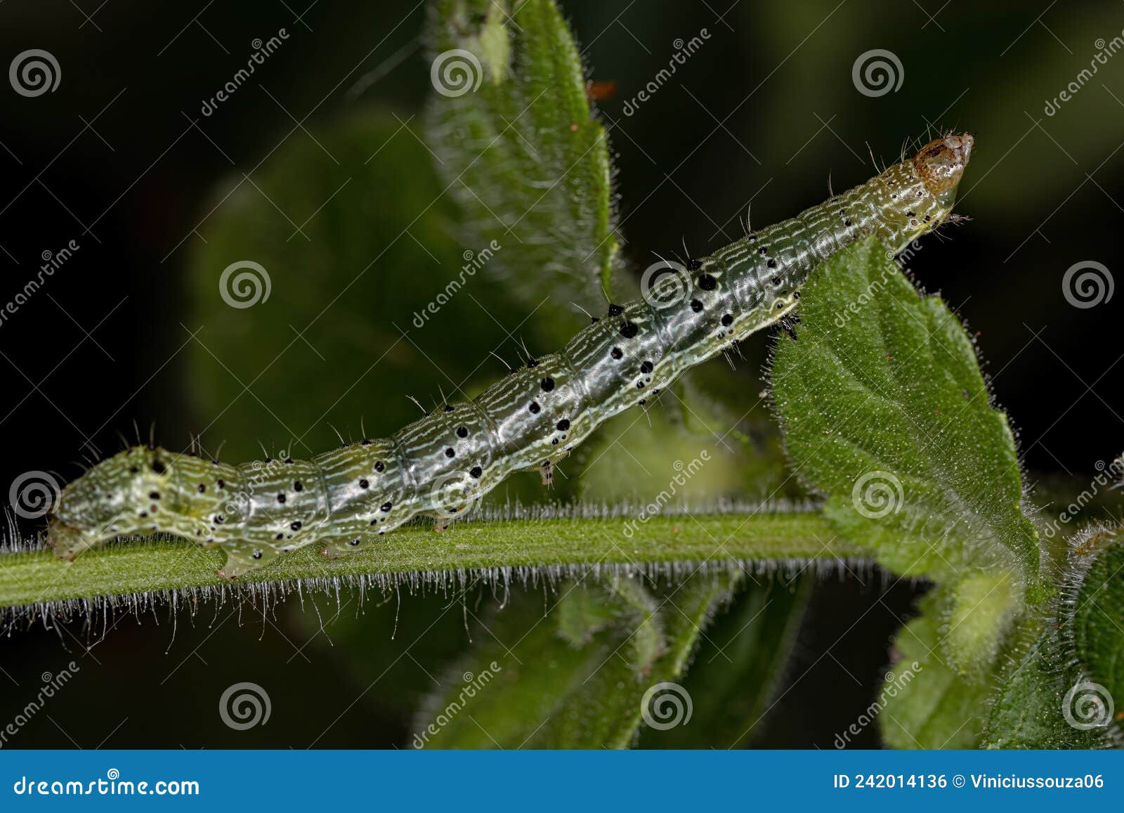 Small moth larva stock photo. Image of lepidoptera, small - 242014136