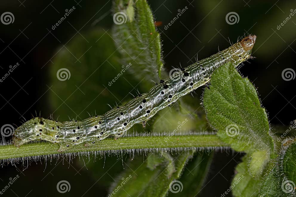 Small moth larva stock photo. Image of lepidoptera, small - 242014136