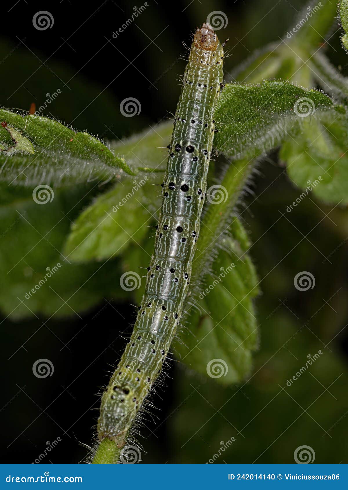 Small moth larva stock photo. Image of order, larvae - 242014140