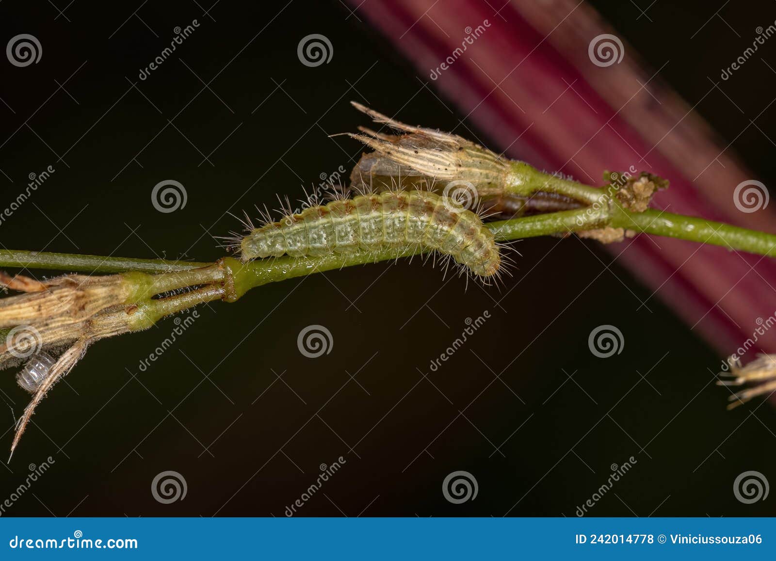 Small moth larva stock photo. Image of moth, larva, pests - 242014778