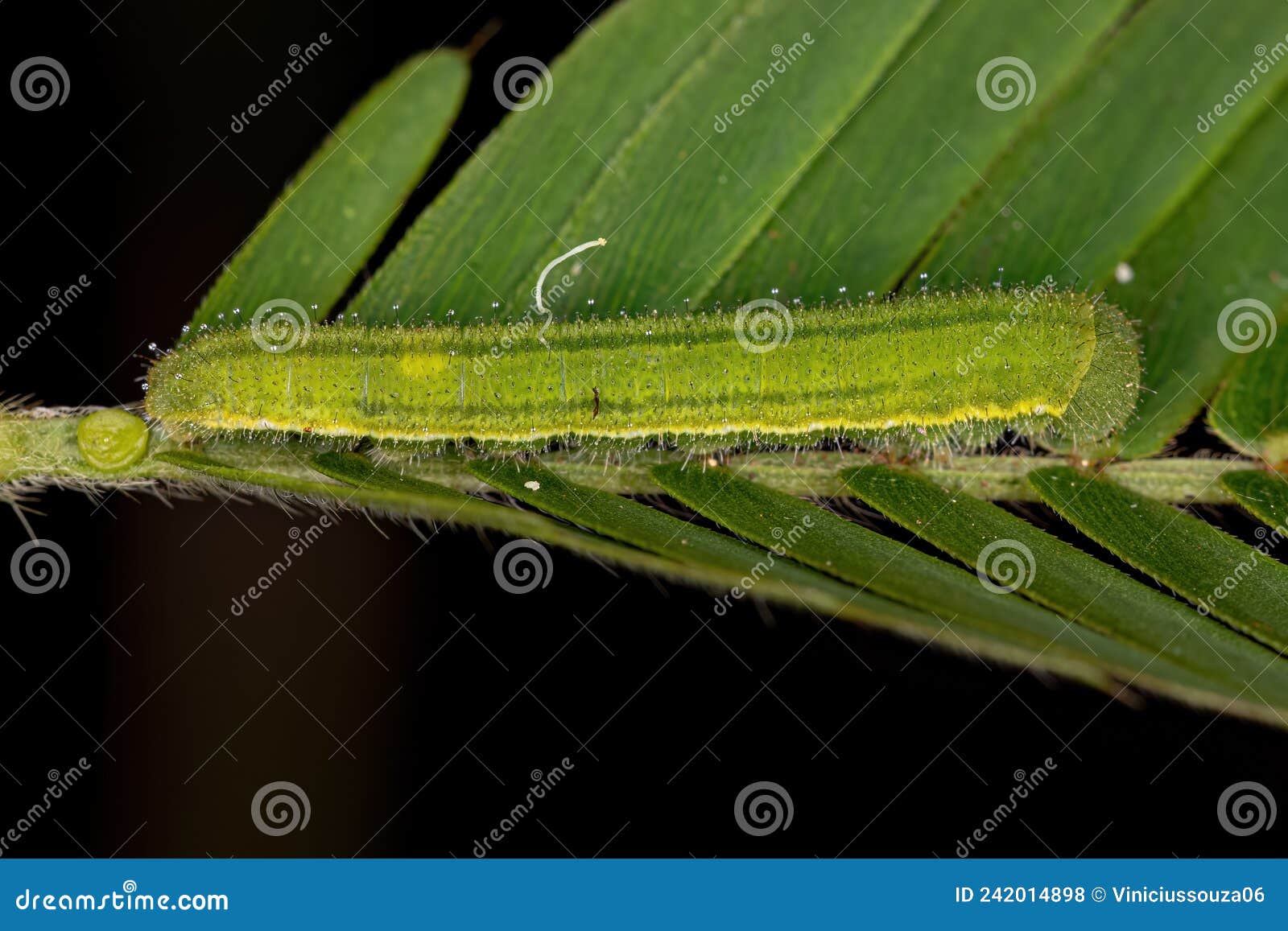 Small moth larva stock photo. Image of lepidoptera, pests - 242014898