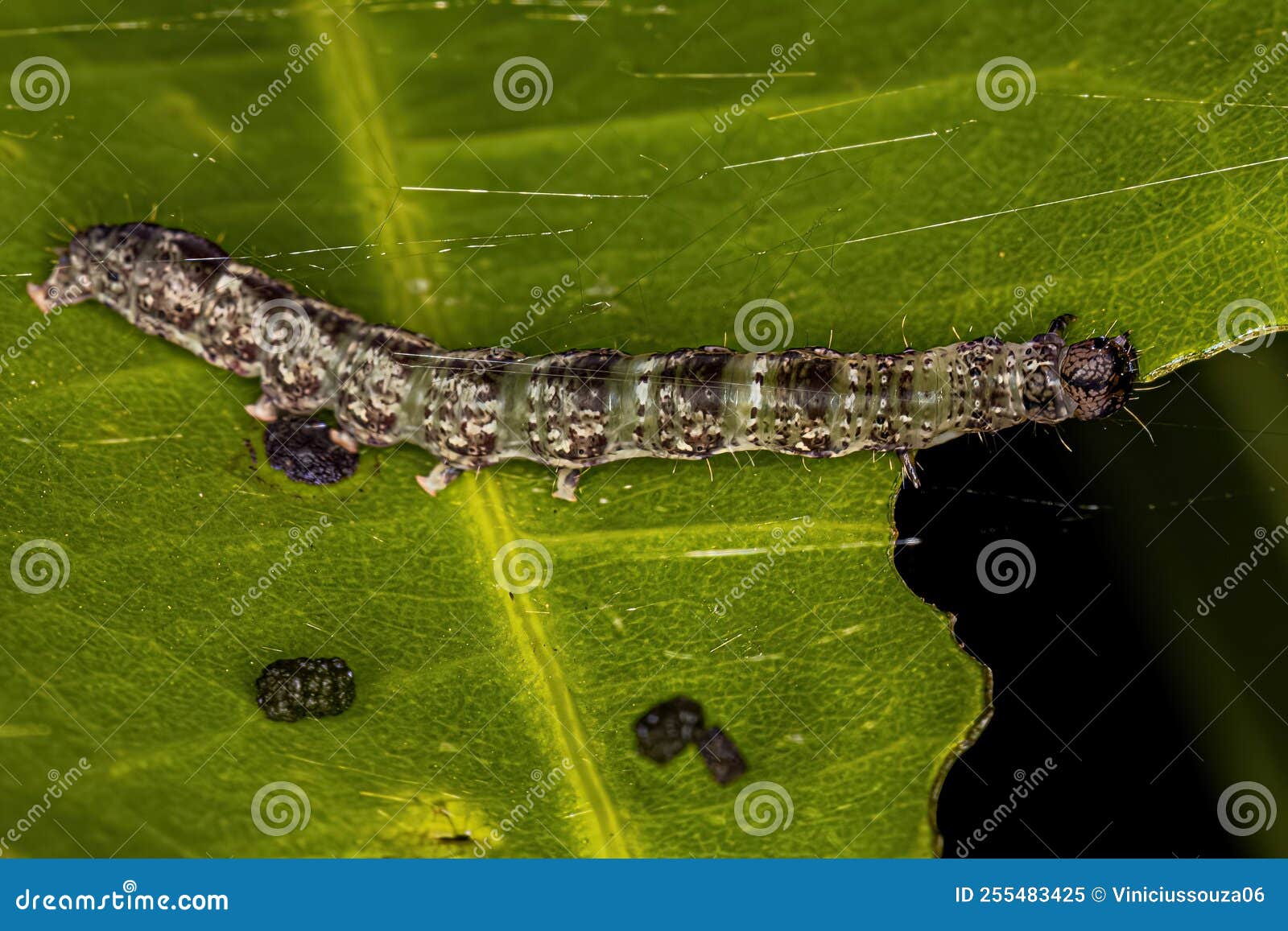 Small moth larva stock image. Image of macro, caterpillar - 255483425