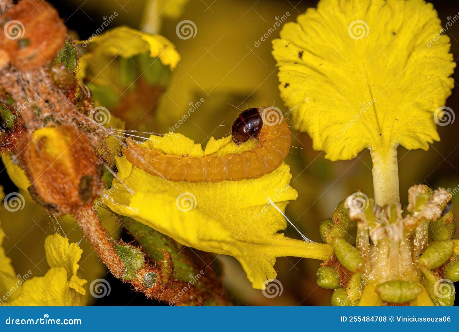 Small moth larva stock photo. Image of butterfly, animal - 255484708