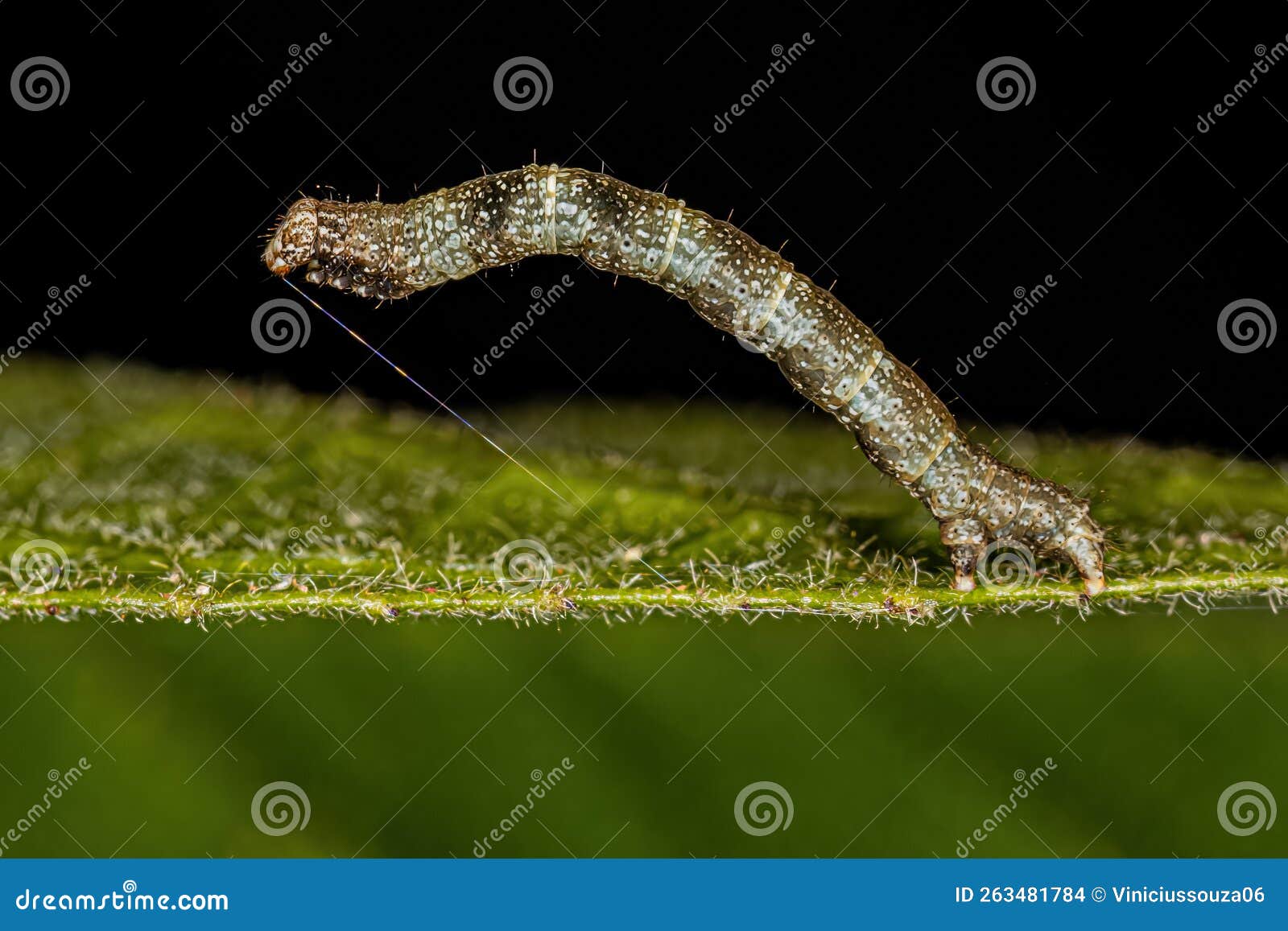 Small moth larva stock photo. Image of butterflies, small - 263481784