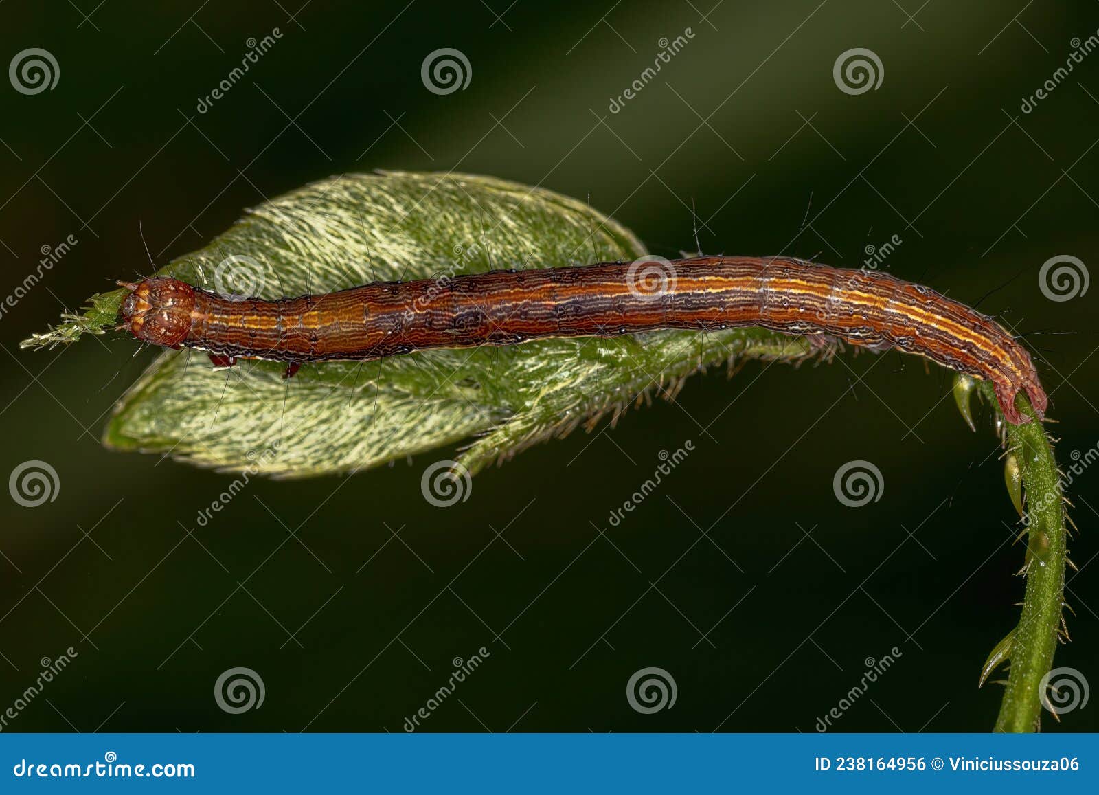 Small moth larva stock photo. Image of macro, invertebrate - 238164956
