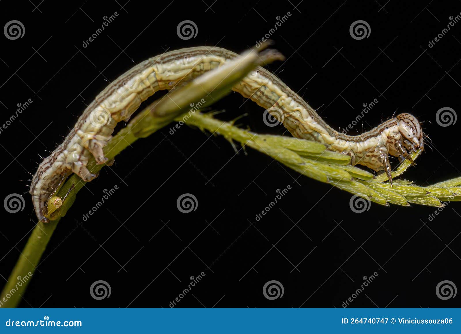 Small moth larva stock image. Image of invertebrate - 264740747