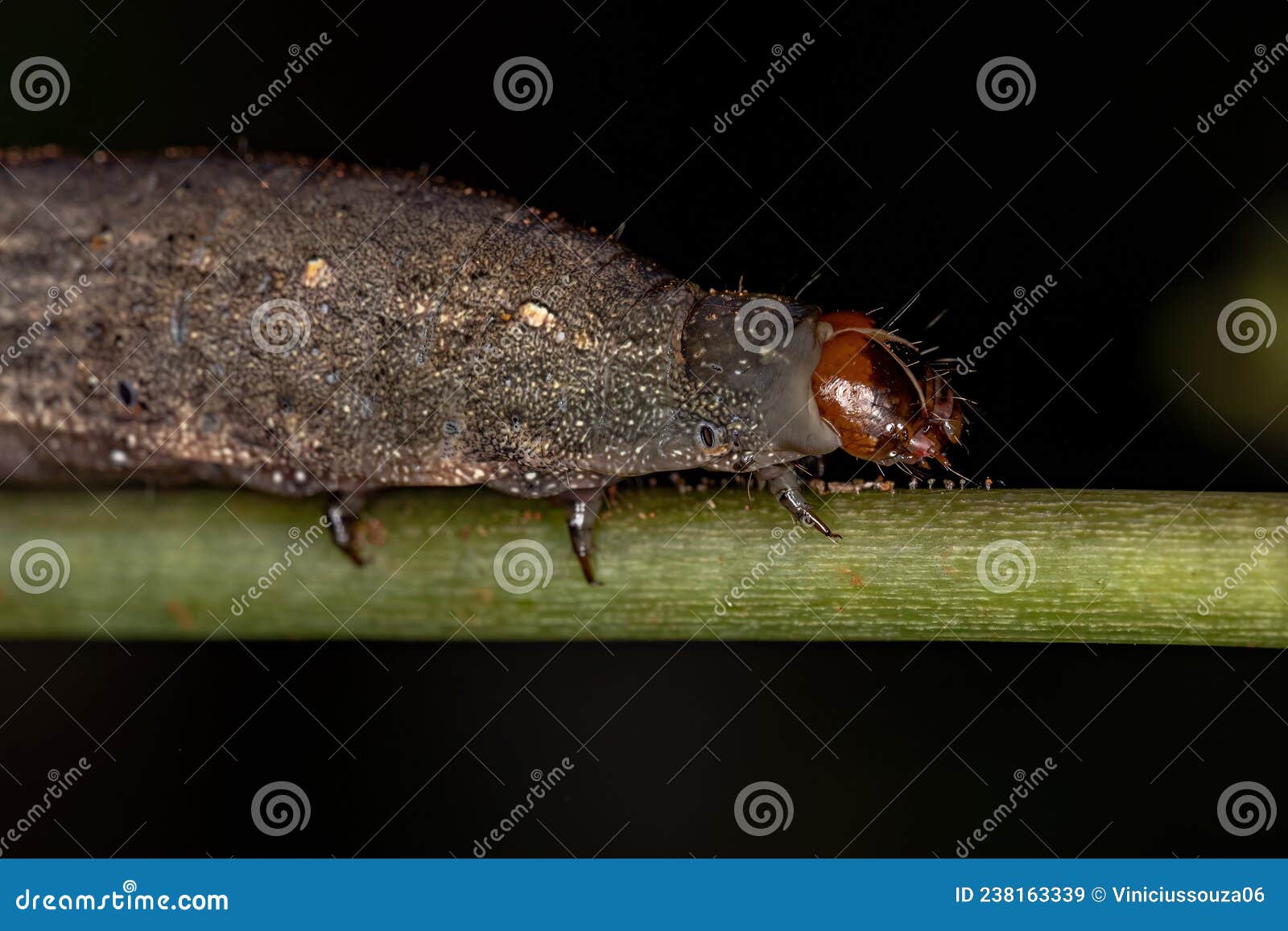 Small moth larva stock image. Image of invertebrate - 238163339