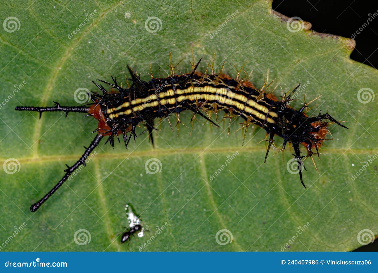 Small moth larva stock photo. Image of moths, butterfly - 240407986