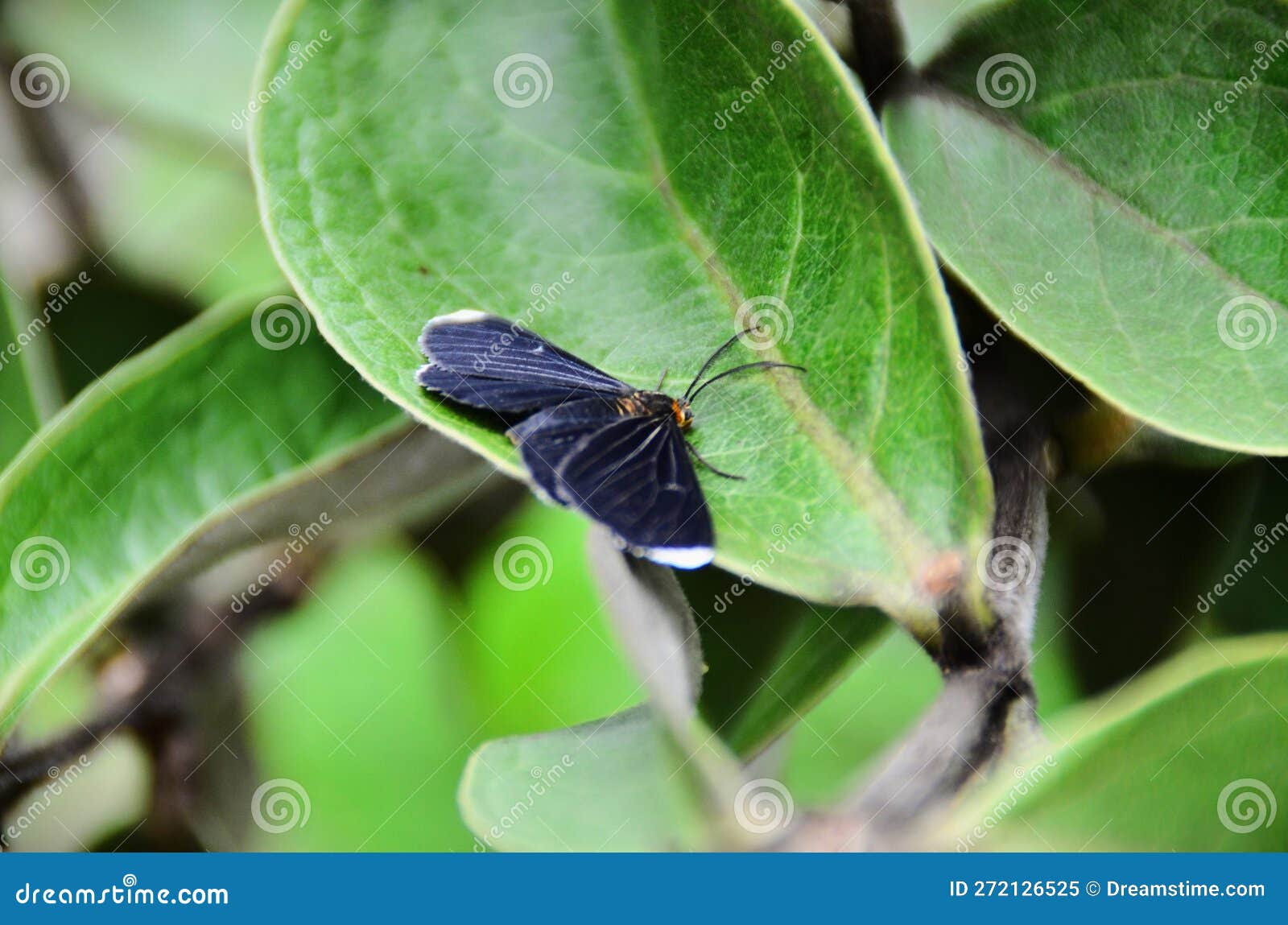 Small Moth Melanchroia Chephise Perched on Leaf in Garden Stock Image ...