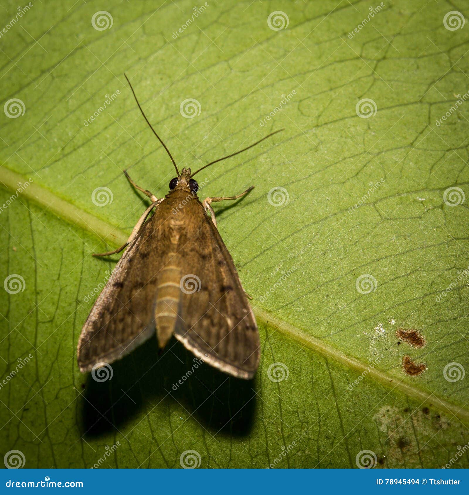 Small moth. stock photo. Image of grey, asia, conservation - 78945494