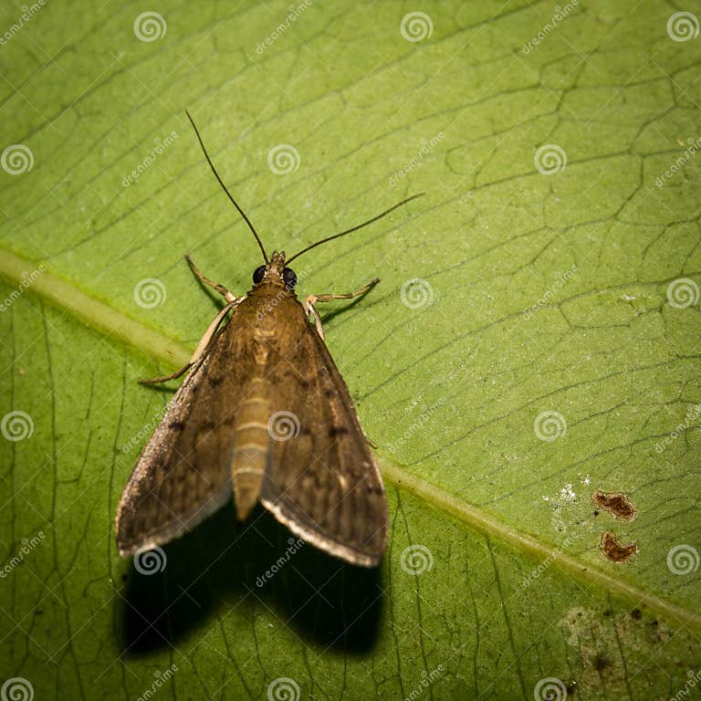 Small moth. stock photo. Image of grey, asia, conservation - 78945494