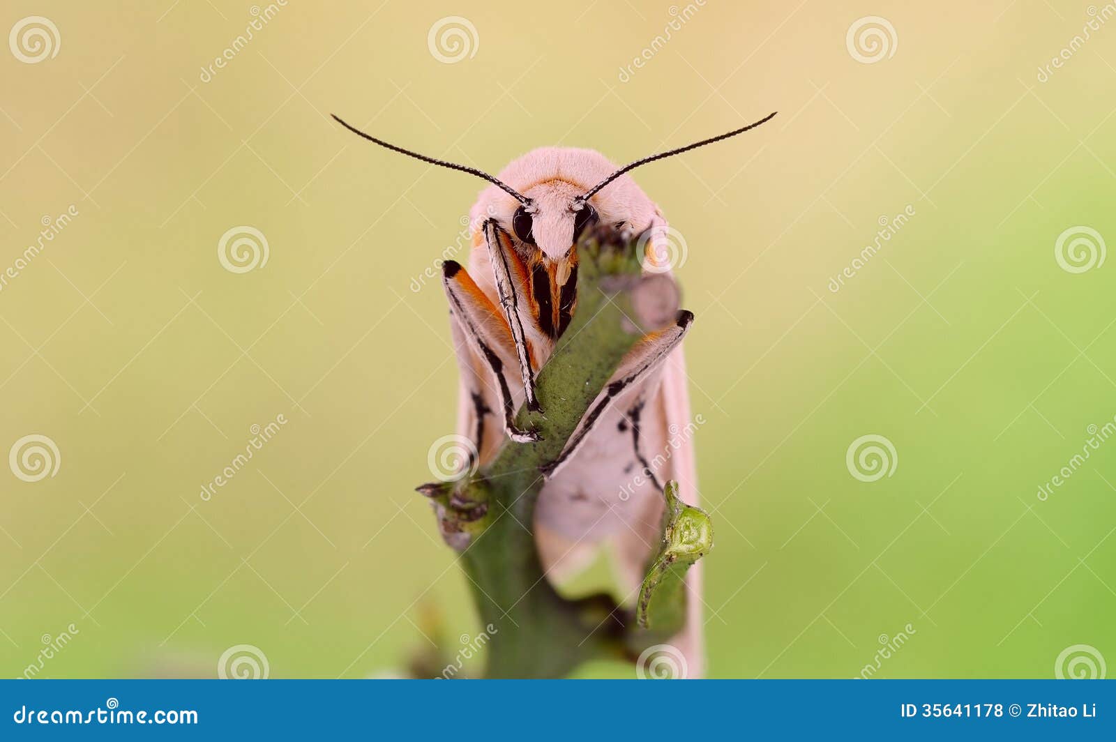 A small moth stock photo. Image of moth, black, green - 35641178