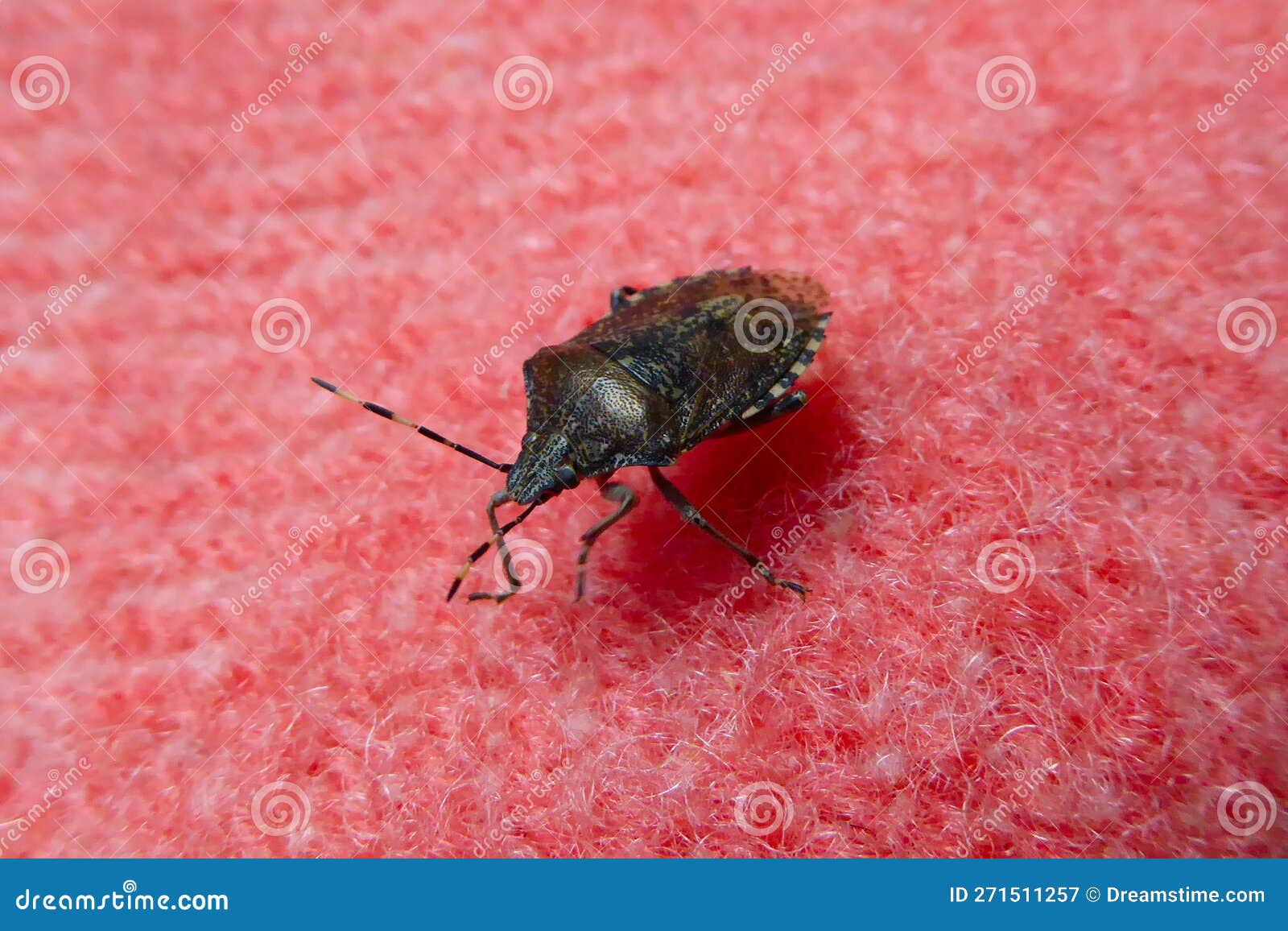 Small Mottled Shield Bug Rhaphigaster Nebulosa on a Pink Wool Blanket ...