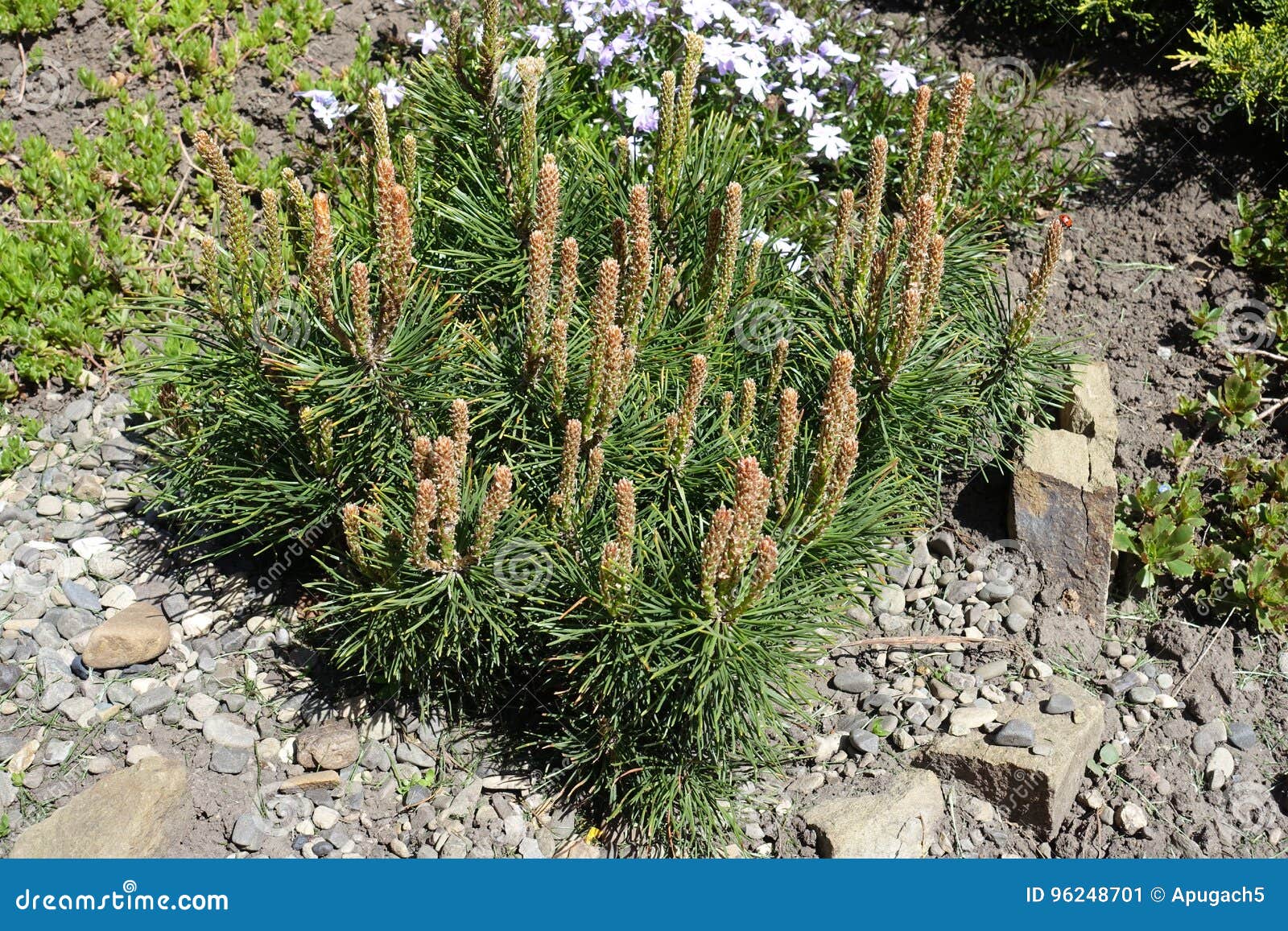 Small Mountain Pine in the Rock Garden Stock Image - Image of lush ...