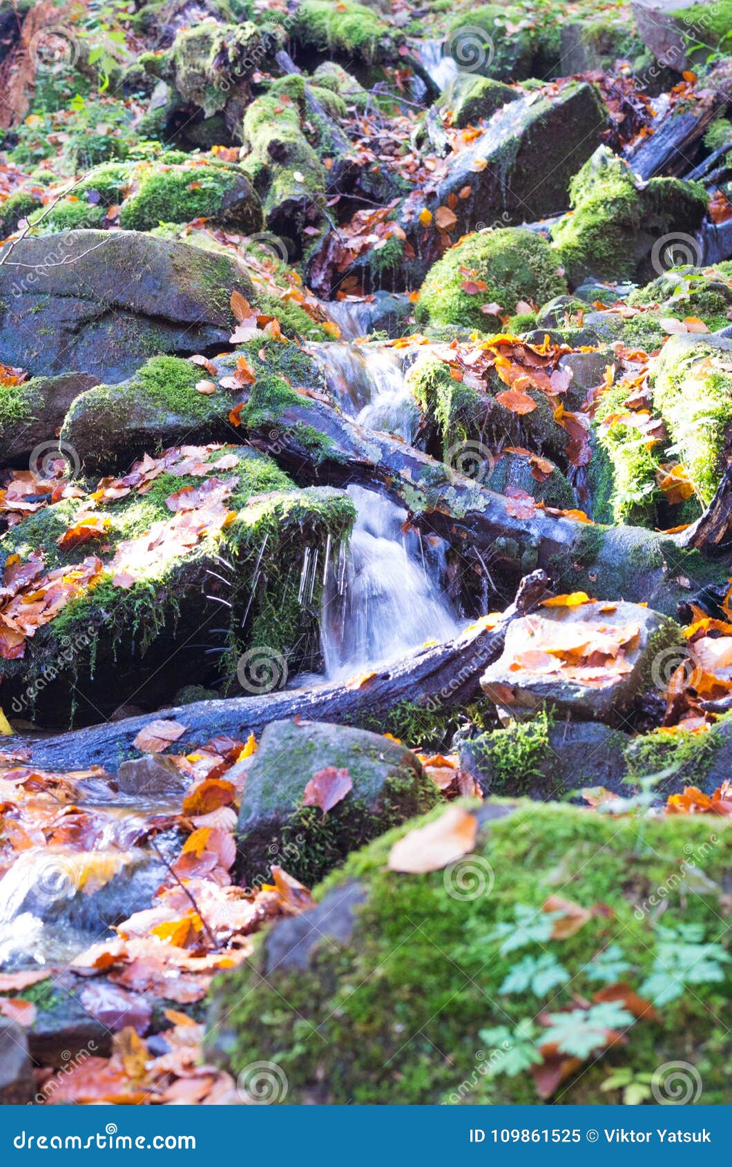 A Small Mountain River. Forest Source of Water. the Mountain River ...